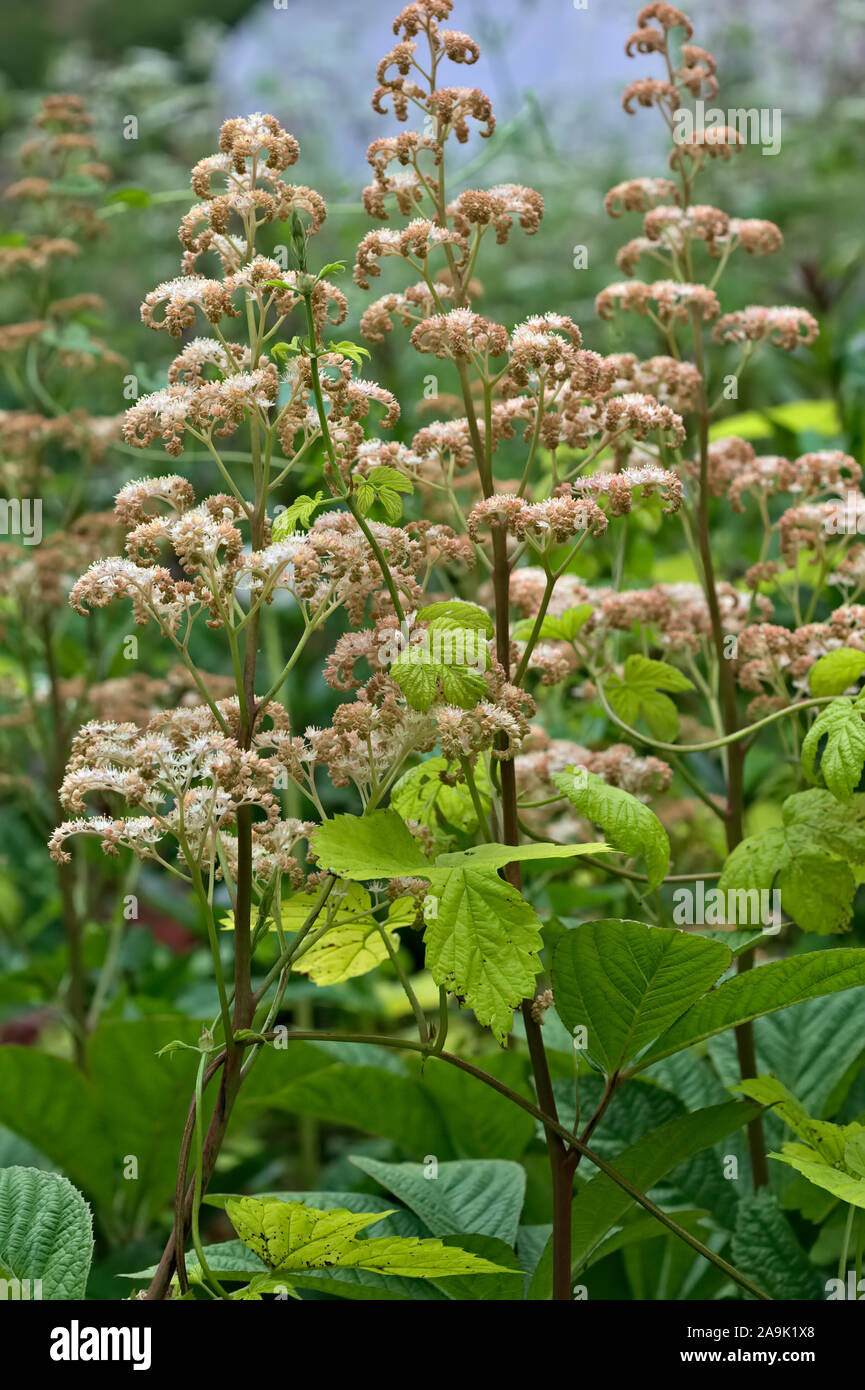 Rodgersia pink flowers hi-res stock photography and images - Alamy
