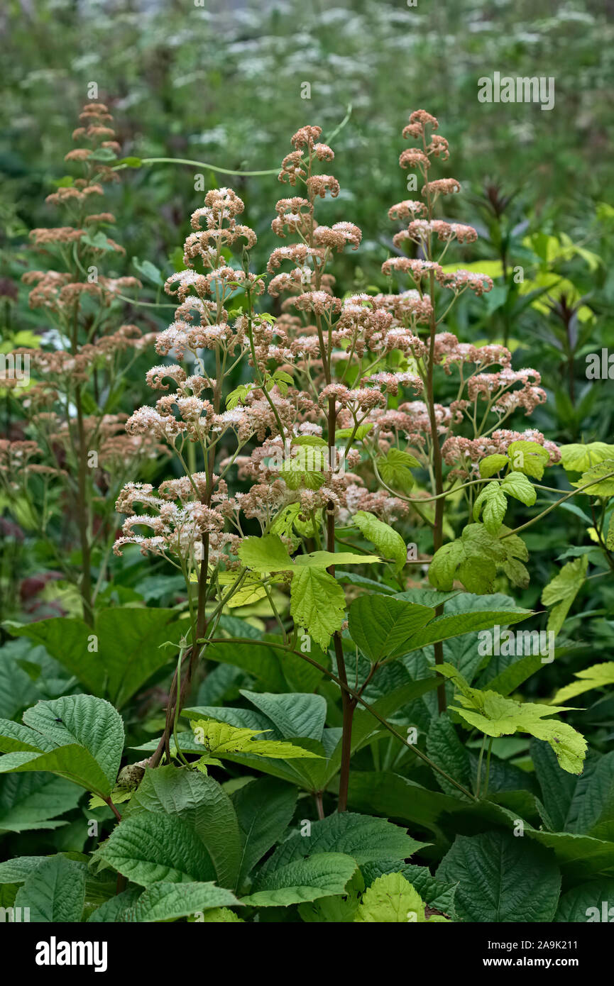 Rodgersia aesculifolia hi-res stock photography and images - Alamy