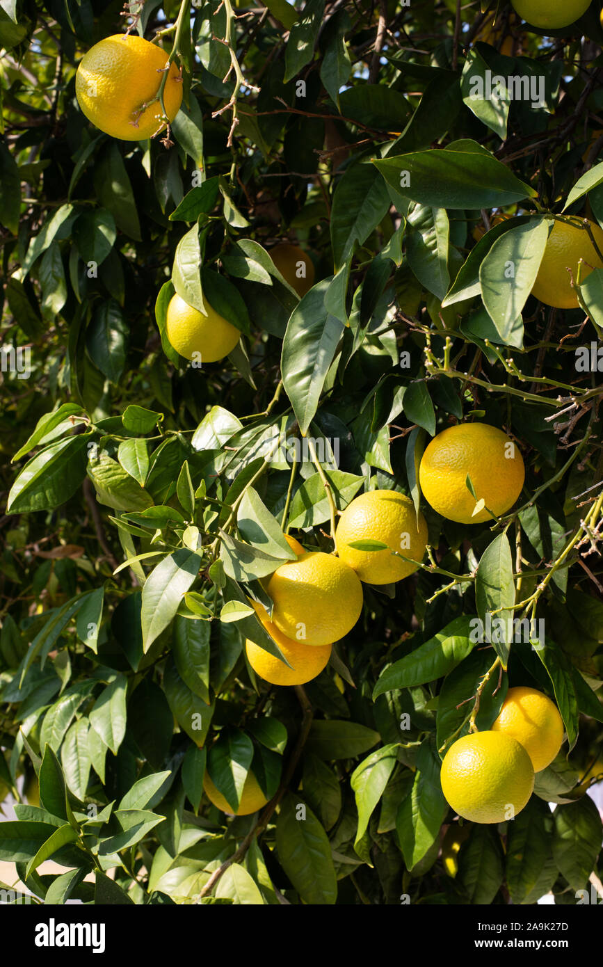 Oranges in branch orange tree hi-res stock photography and images - Alamy
