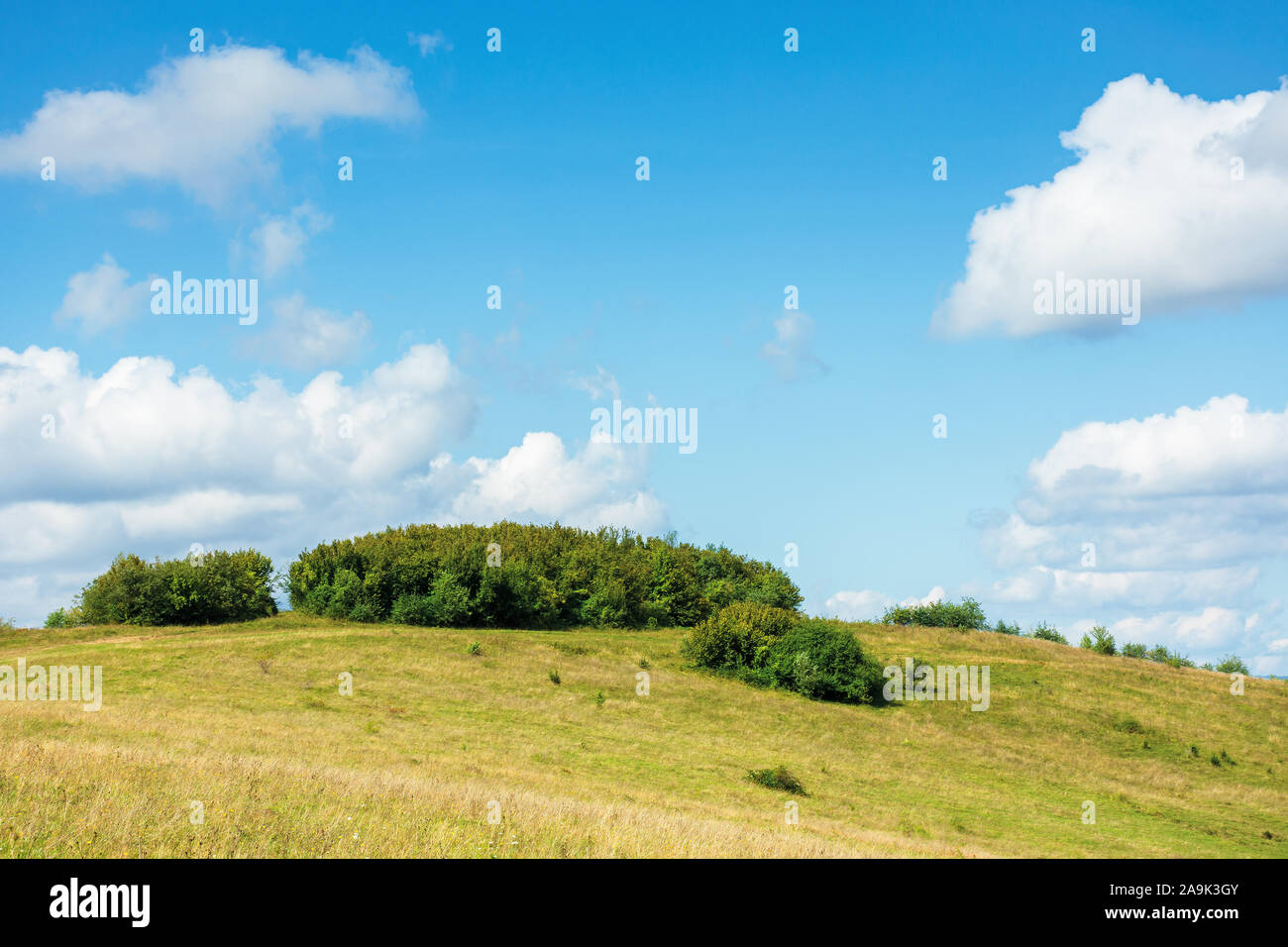 small forest on the hill. simple countryside scenery in early autumn or ...