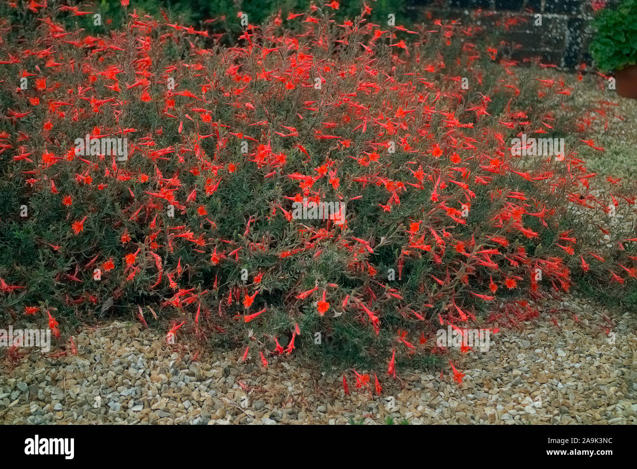 Zauschneria californica hi-res stock photography and images - Alamy