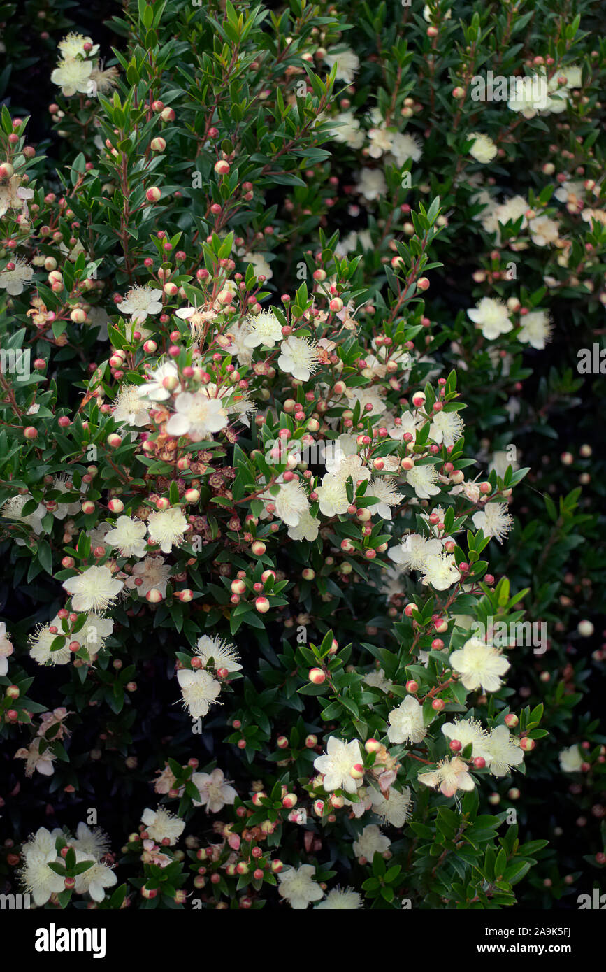 Luma apiculata - Chilean myrtle Stock Photo - Alamy Luma apiculata - Chilean myrtle Stock Photo - Alamy