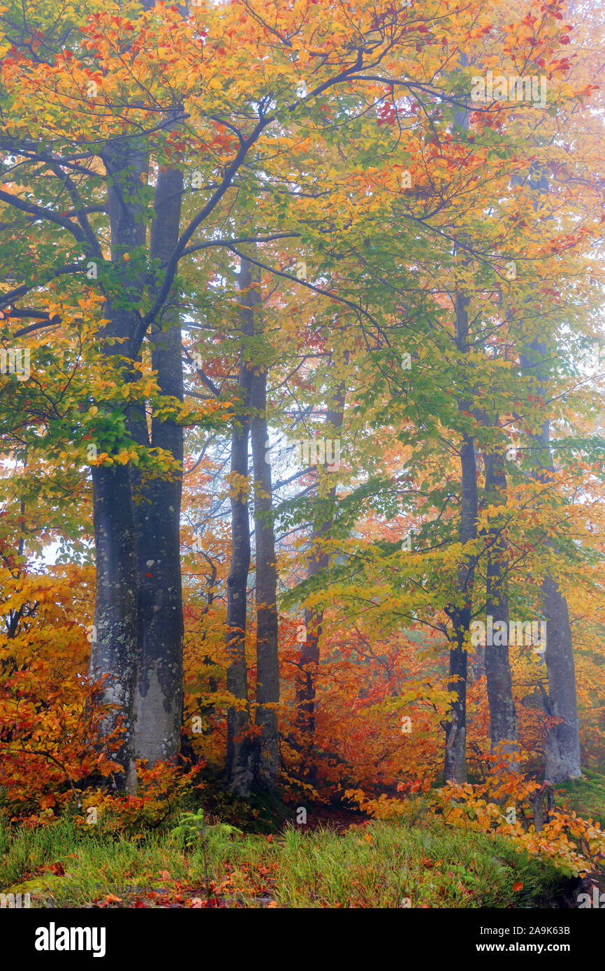 beech trees in colorful foliage. mysterious weather condition on a ...