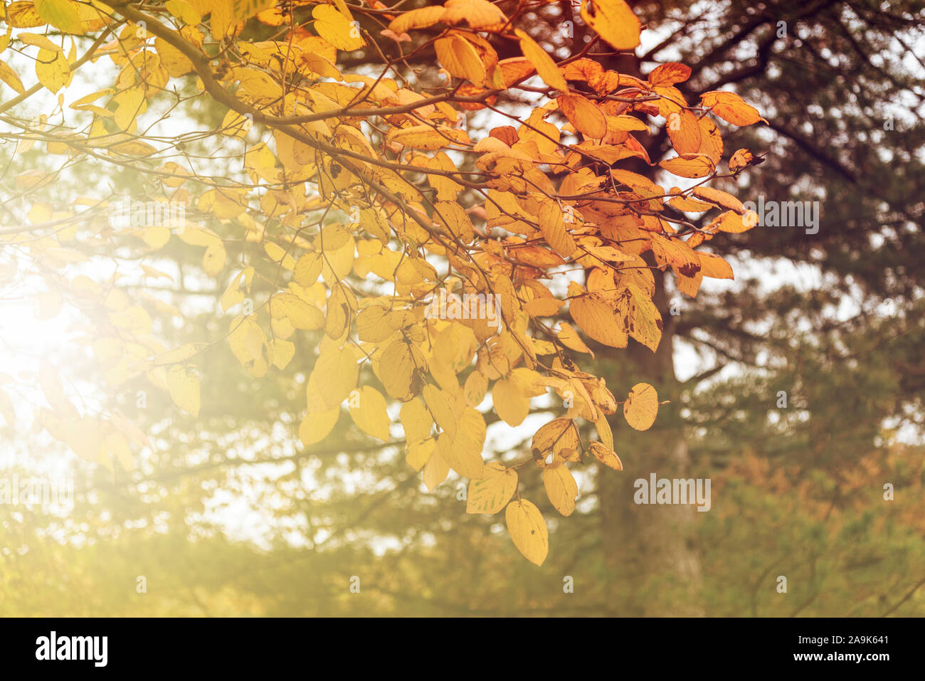 Autumn beech leaves with sunbeam Stock Photo - Alamy