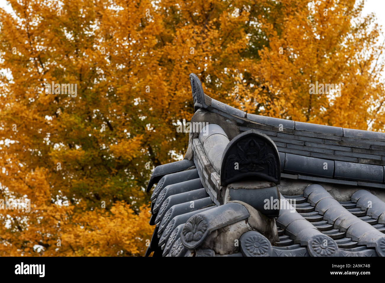Traditional south korean tree hi-res stock photography and images - Alamy