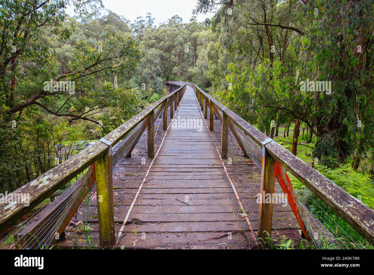 The famous Noojee Trestle Rail Bridge on a cool wet spring day in ...