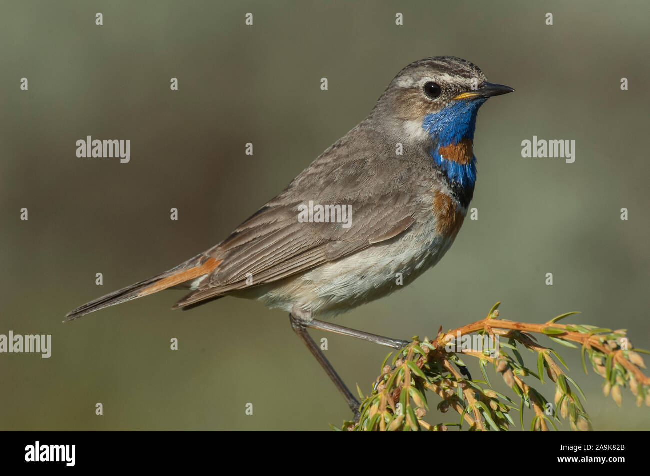 Bluethroat (Luscinia svecica) male, perched in willow tree, in the ...