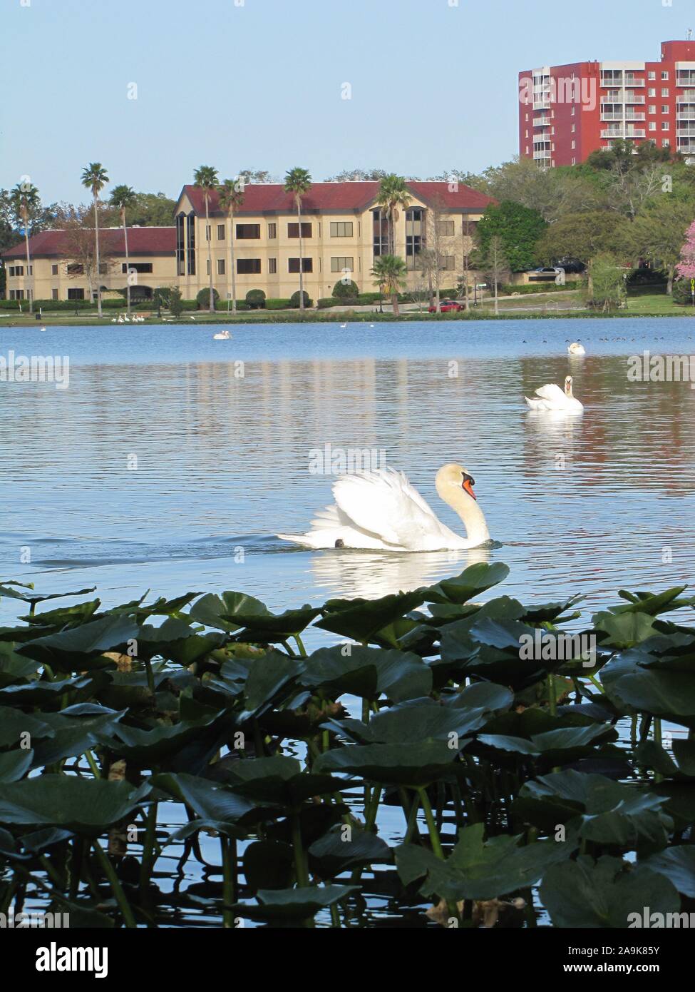 I created this nature photograph of a Mute Swan at Lake Morton in ...