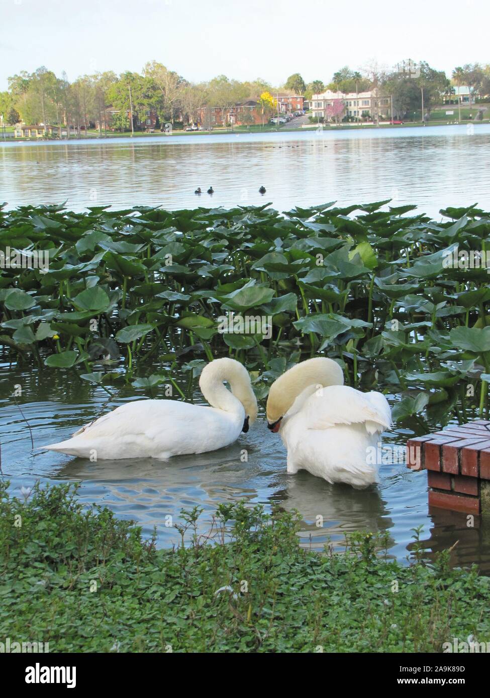 I created this nature photograph of a Mute Swan at Lake Morton in ...