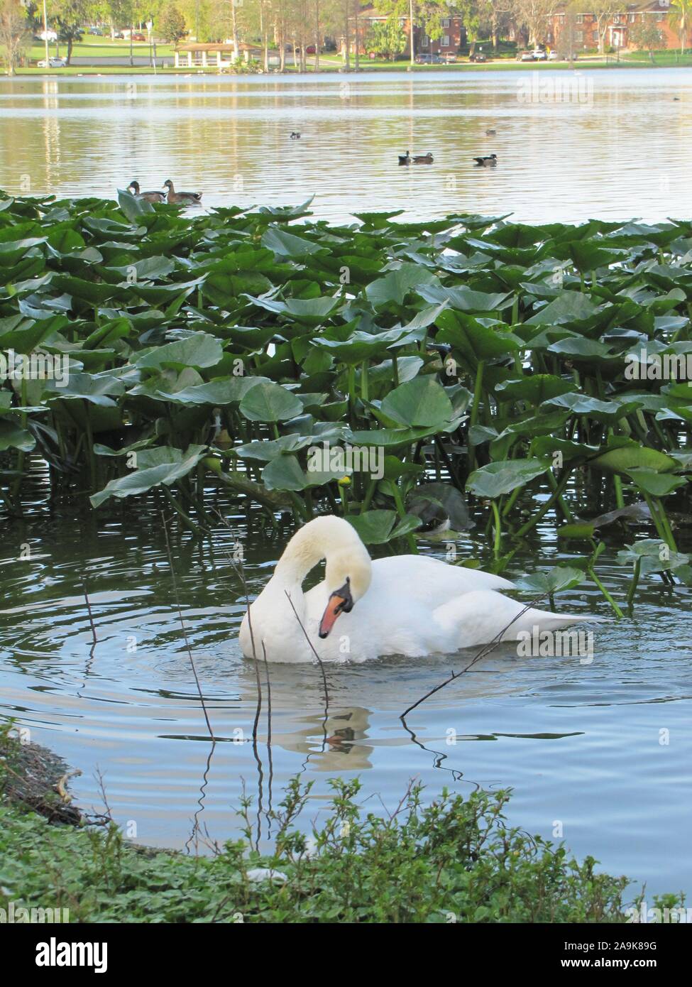 Lakeland florida swan hi-res stock photography and images - Alamy