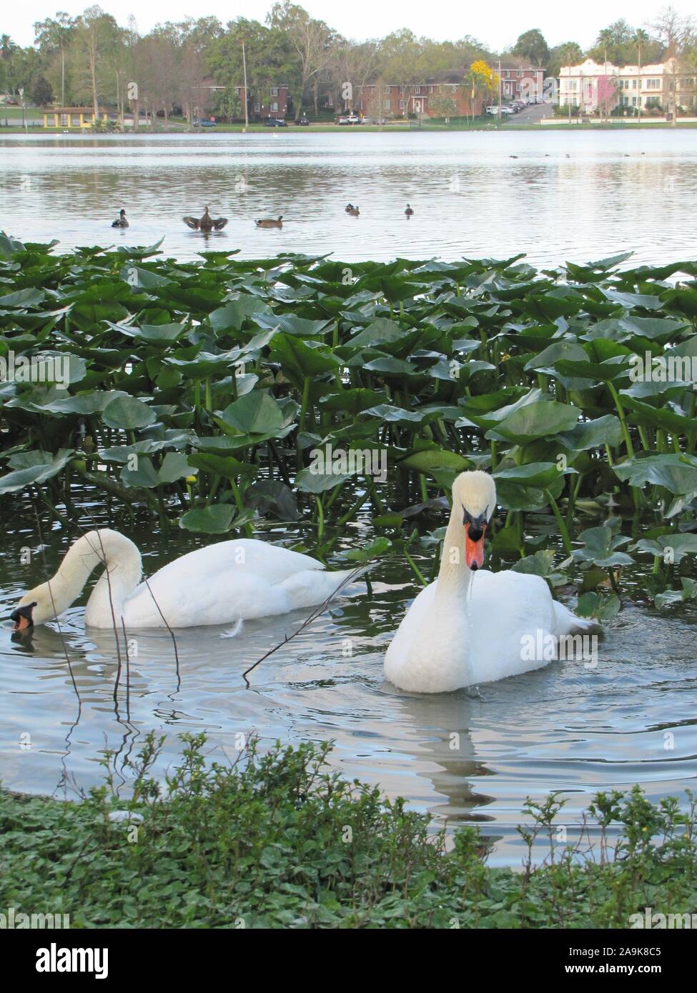 I created this nature photograph of a Mute Swan at Lake Morton in ...