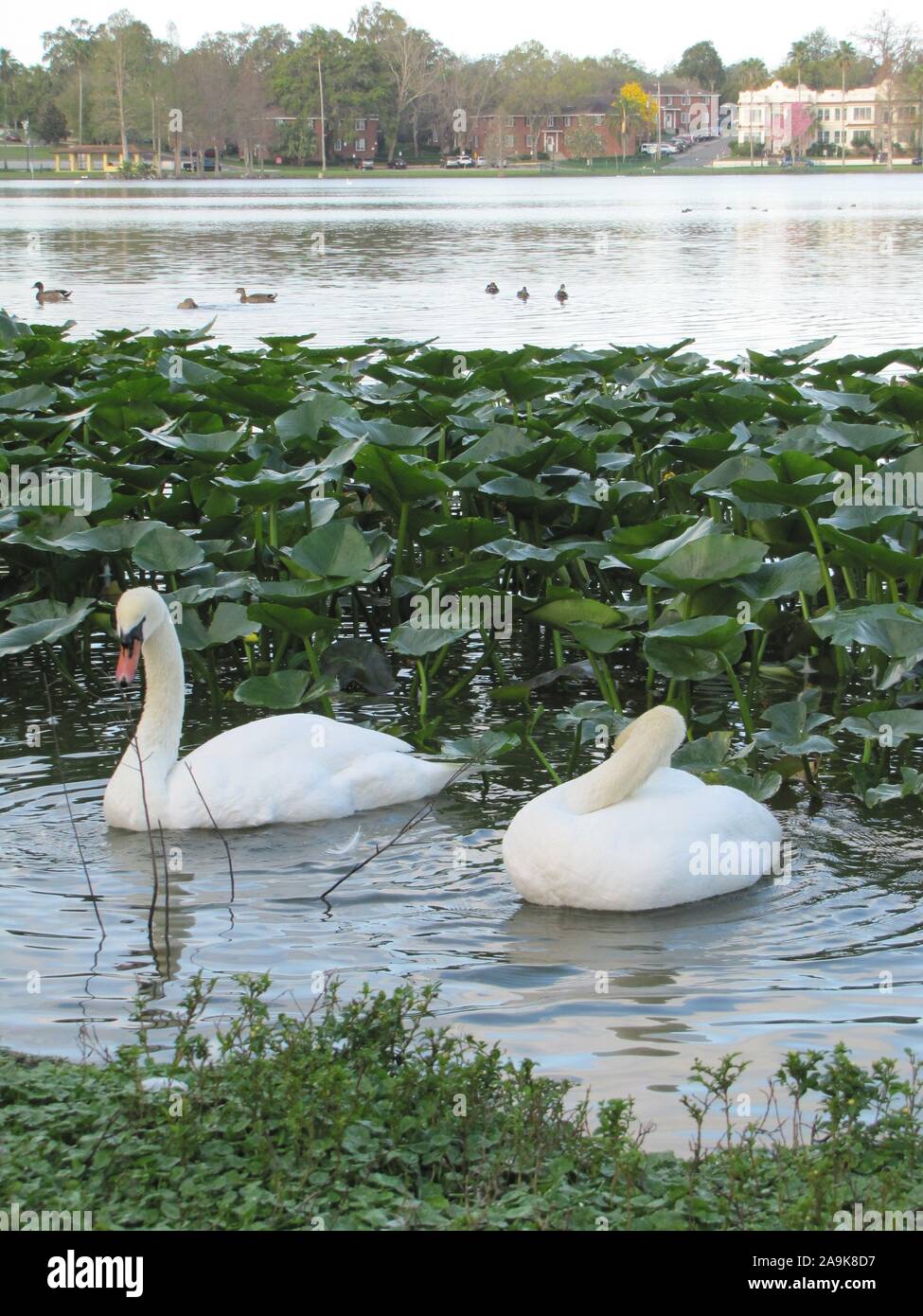 Lakeland florida swan hi-res stock photography and images - Alamy