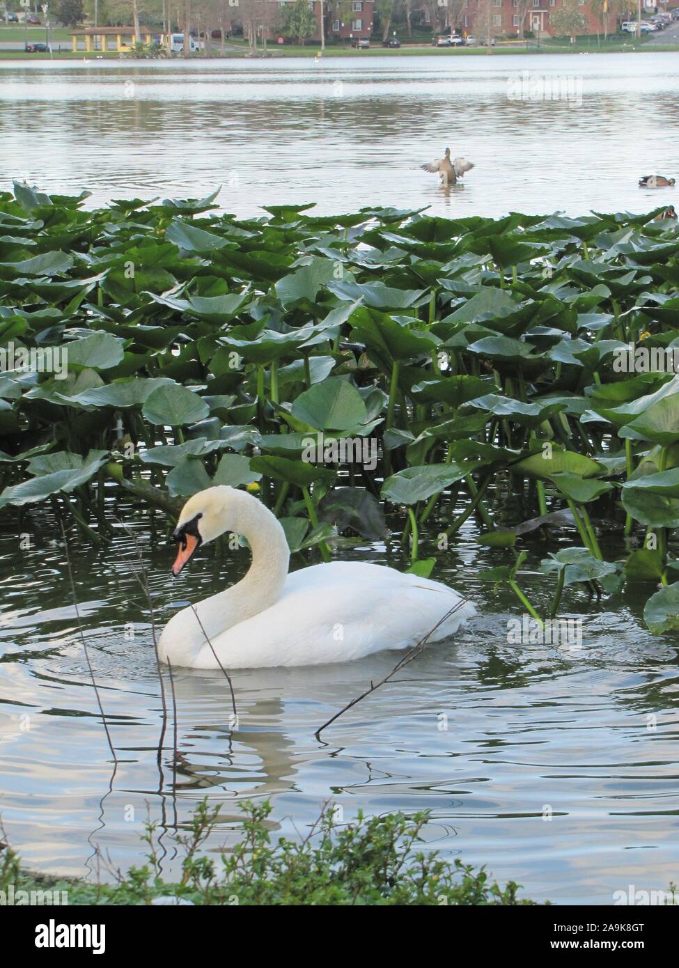 Lakeland Florida Swan High Resolution Stock Photography and Images - Alamy
