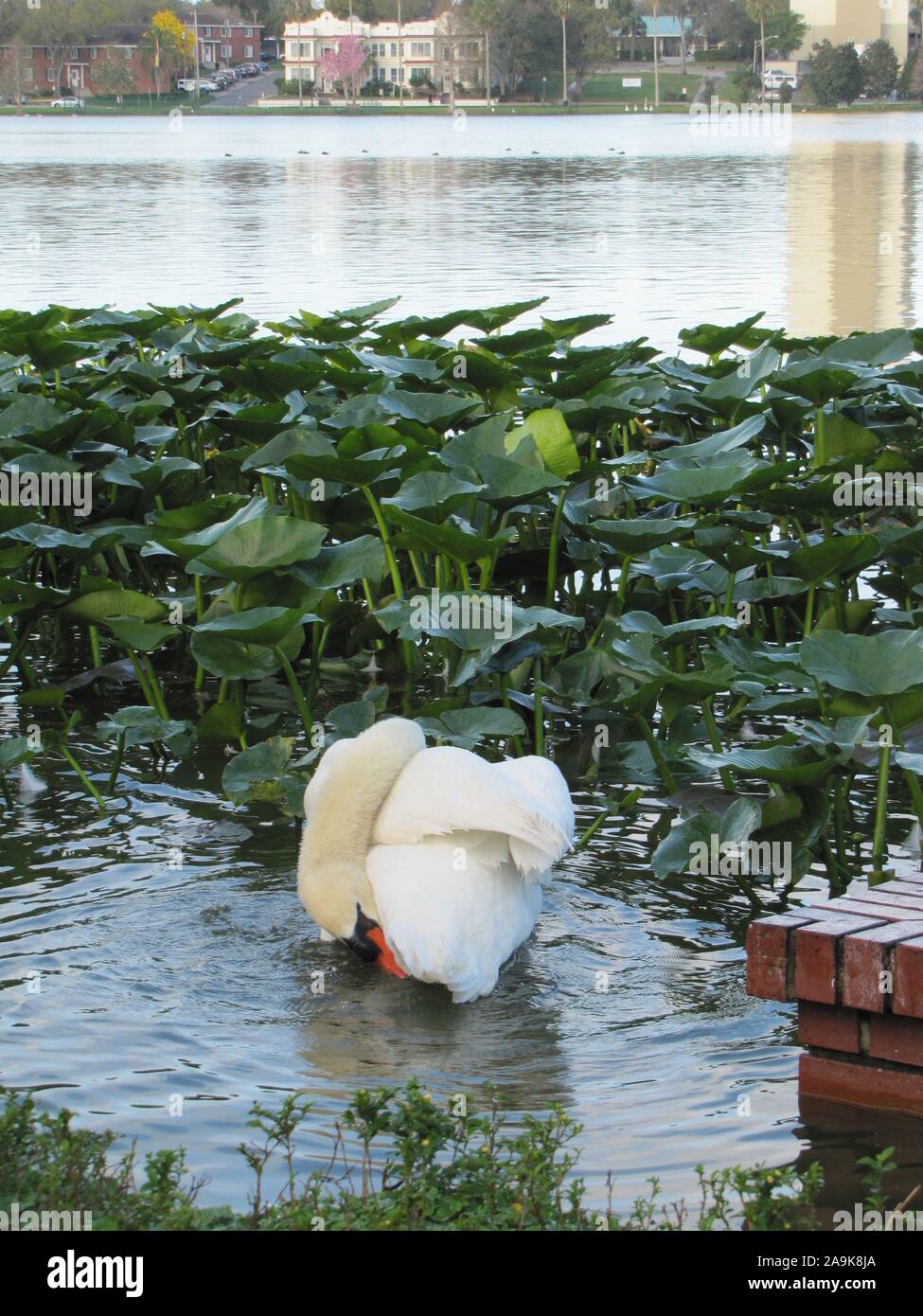 Lakeland florida swan hi-res stock photography and images - Alamy