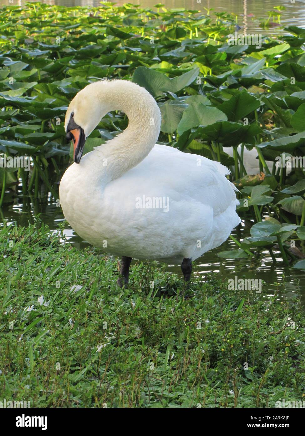 I created this nature photograph of a Mute Swan at Lake Morton in ...