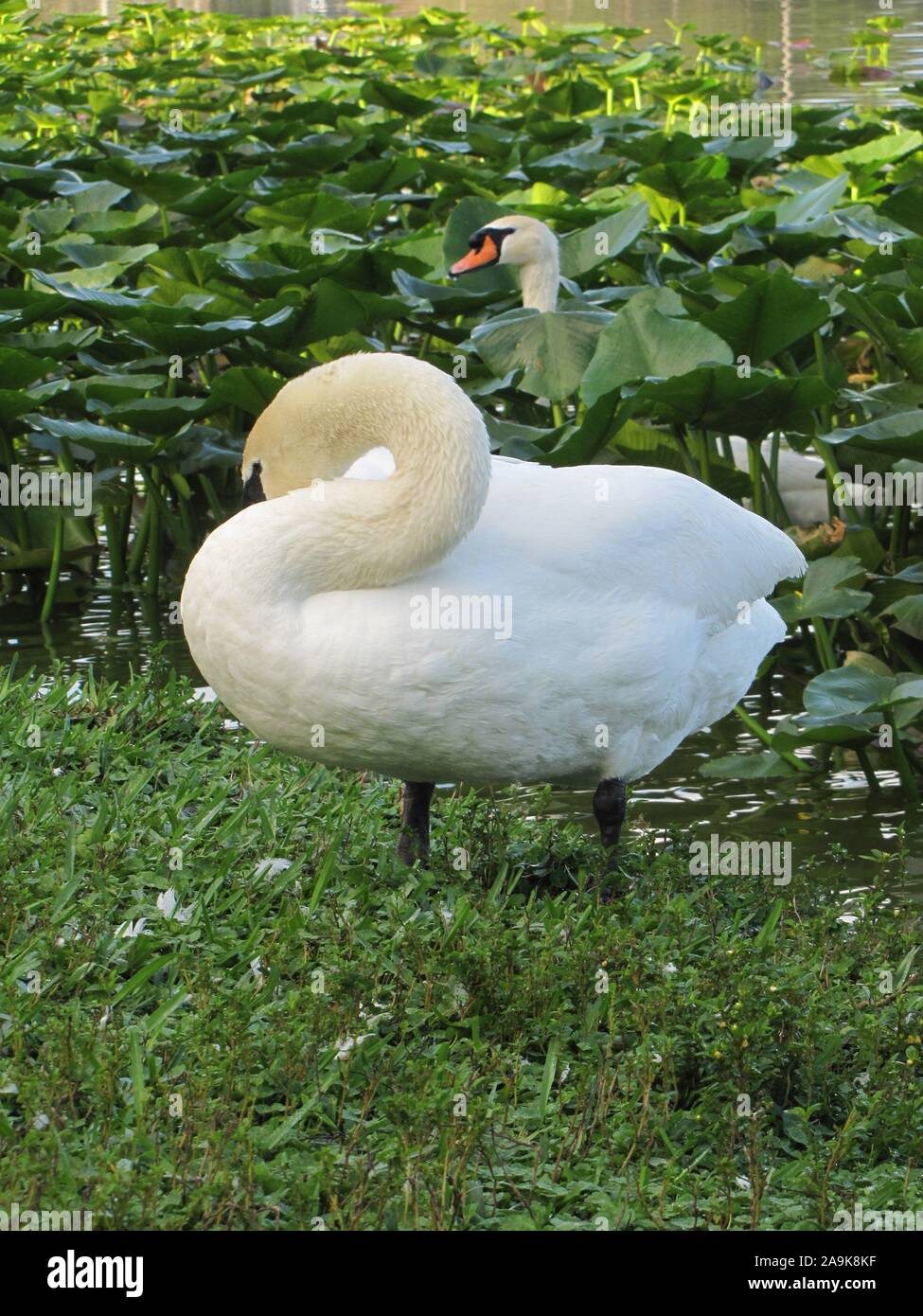 Lakeland florida swan hi-res stock photography and images - Alamy