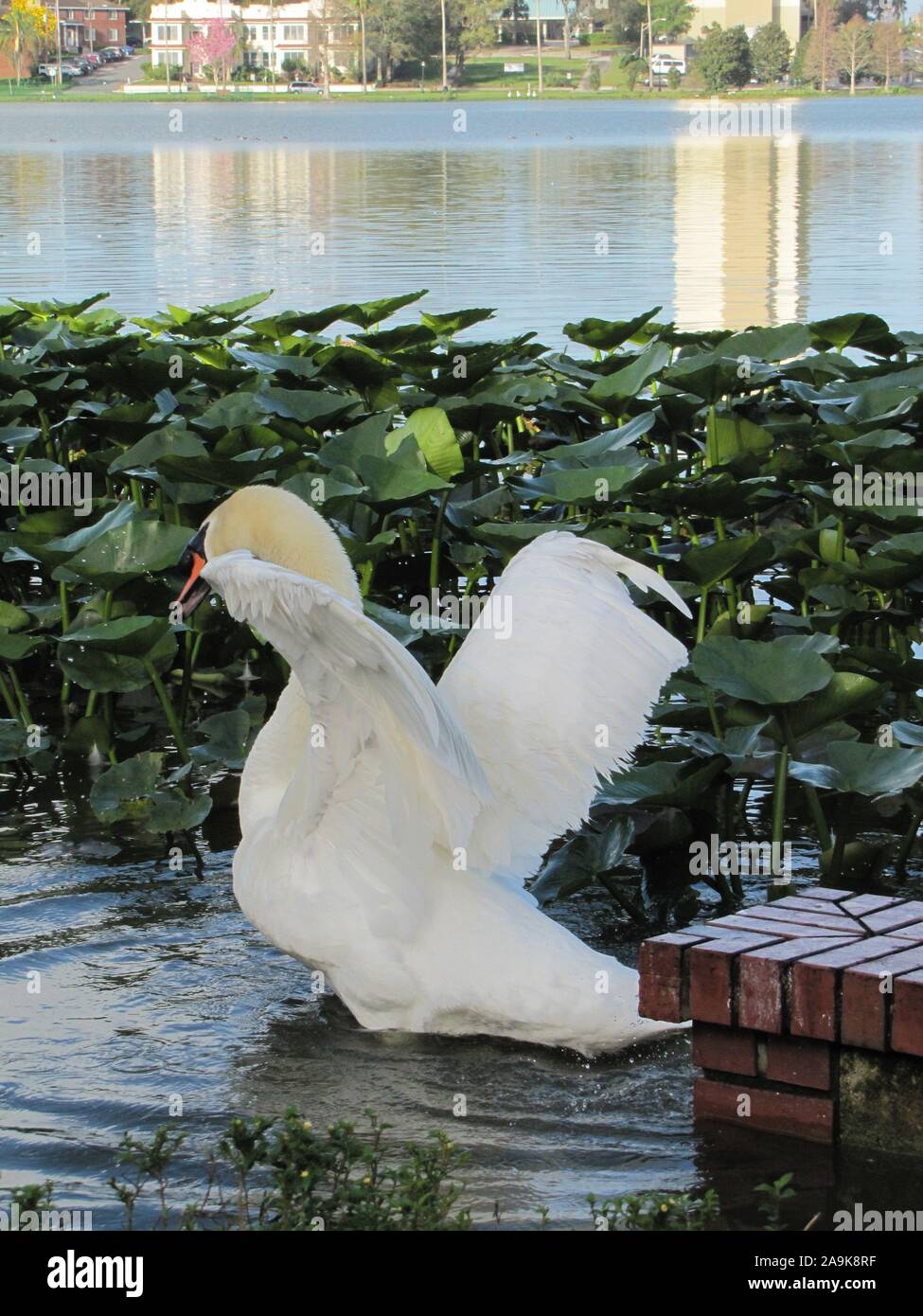 Lakeland florida swan hi-res stock photography and images - Alamy