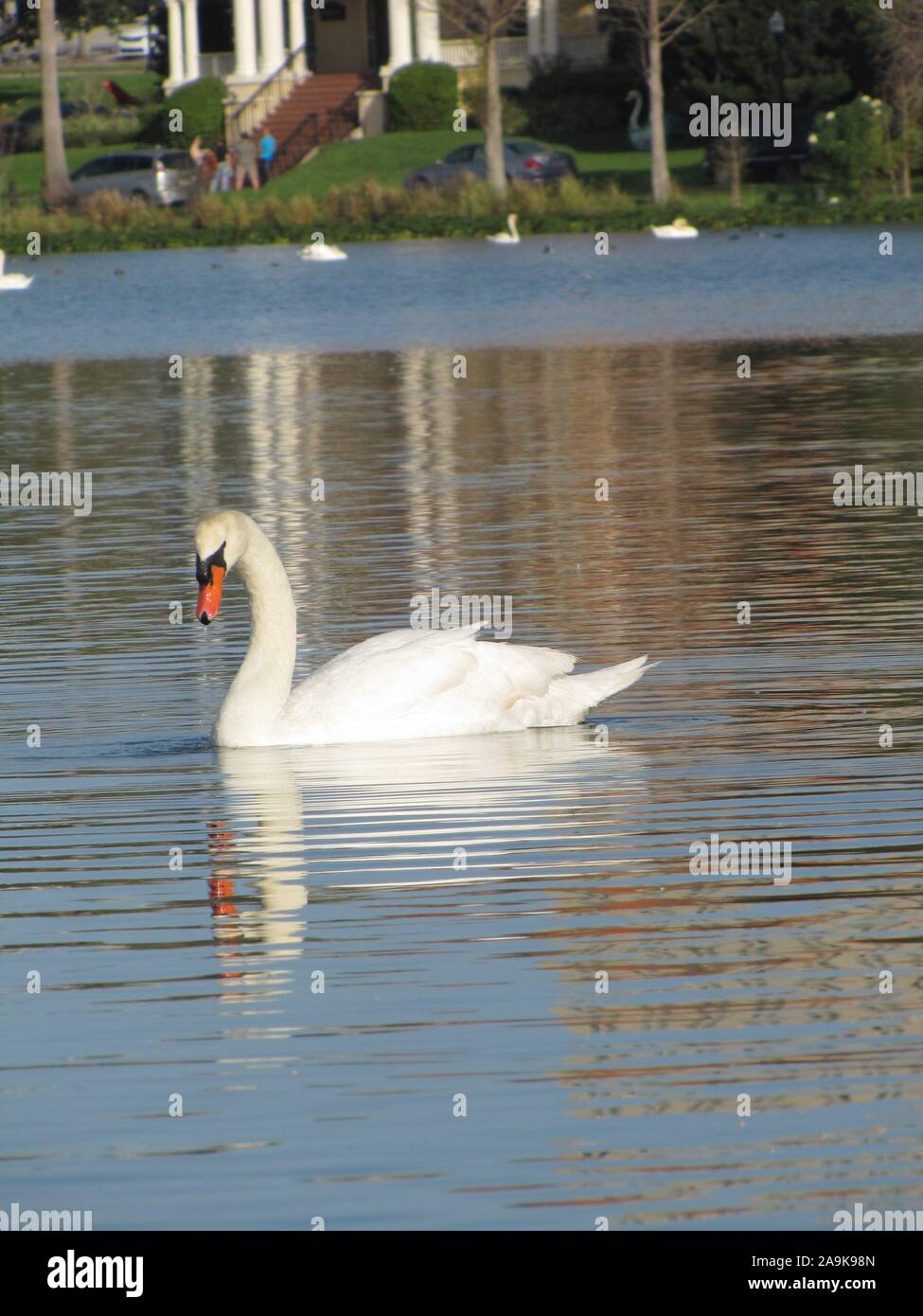 I created this nature photograph of a Mute Swan at Lake Morton in ...