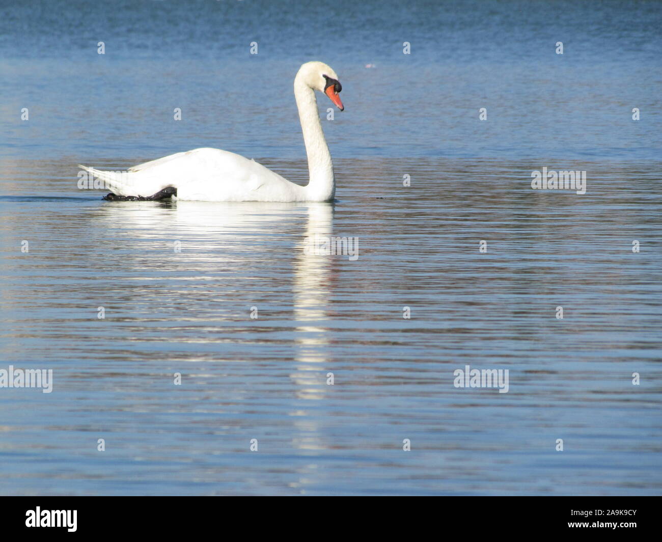 I created this nature photograph of a Mute Swan at Lake Morton in ...