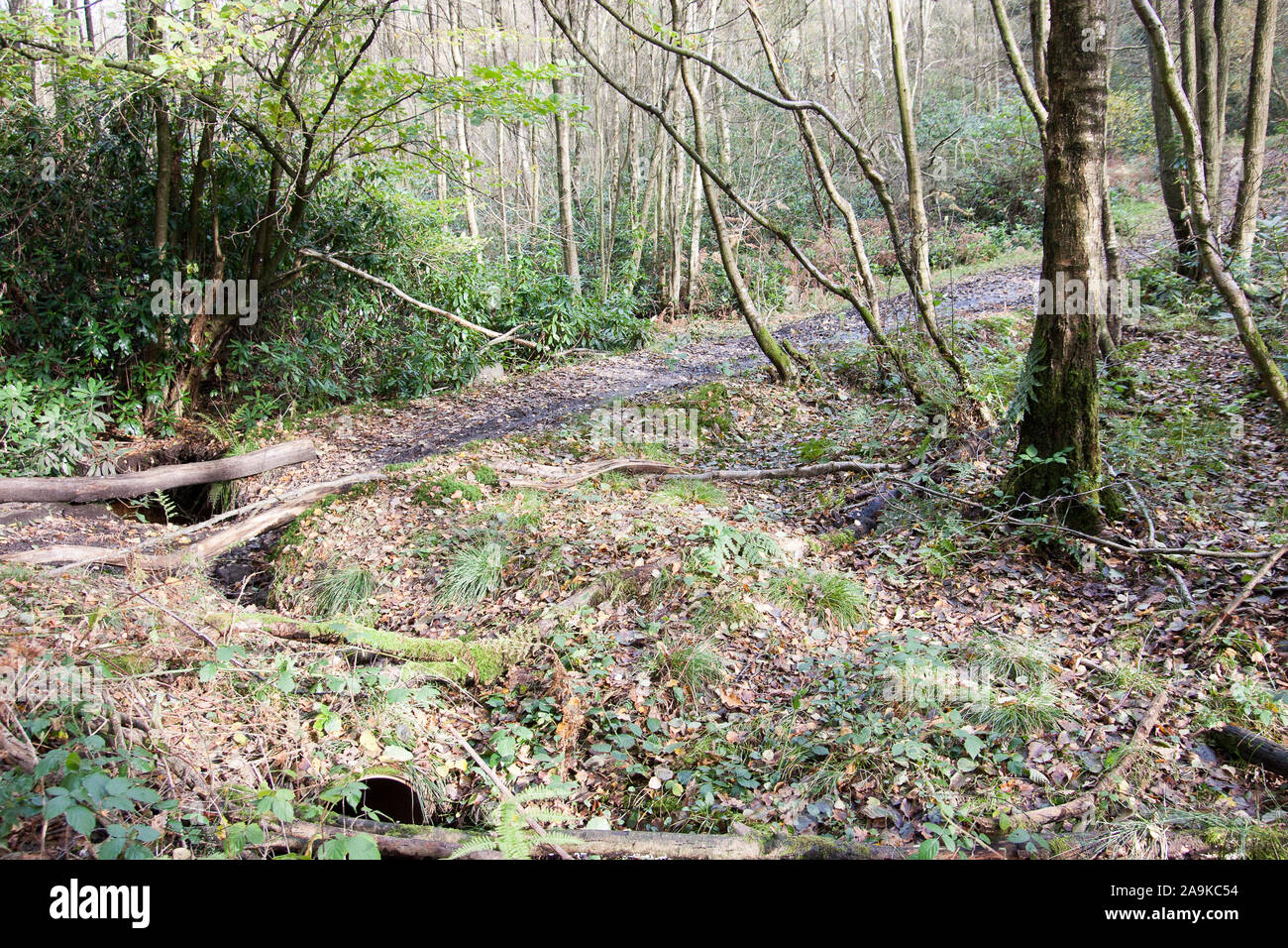 tributaries Pipp Brook Coldharbour Surrey Stock Photo - Alamy