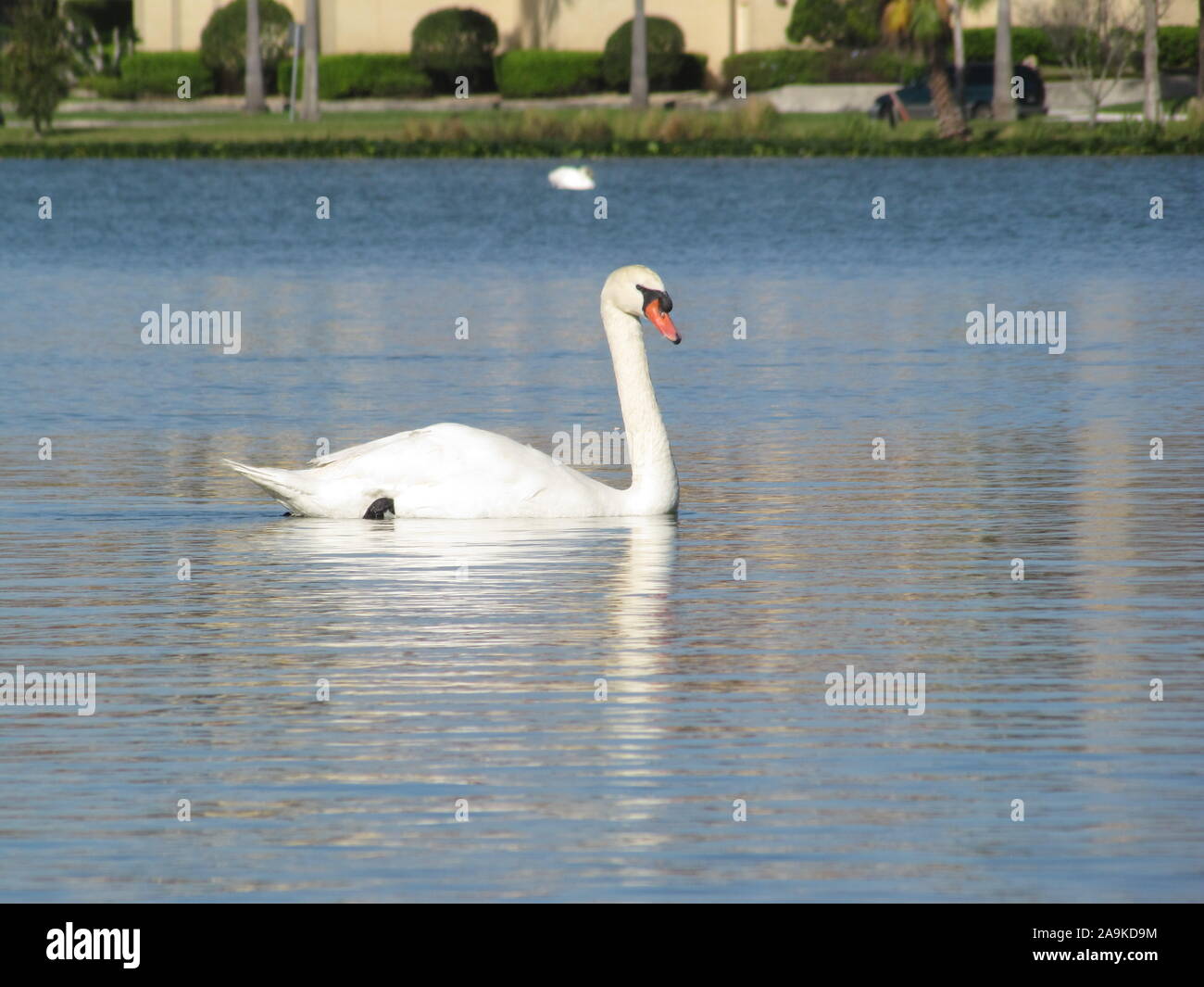 I created this nature photograph of a Mute Swan at Lake Morton in ...