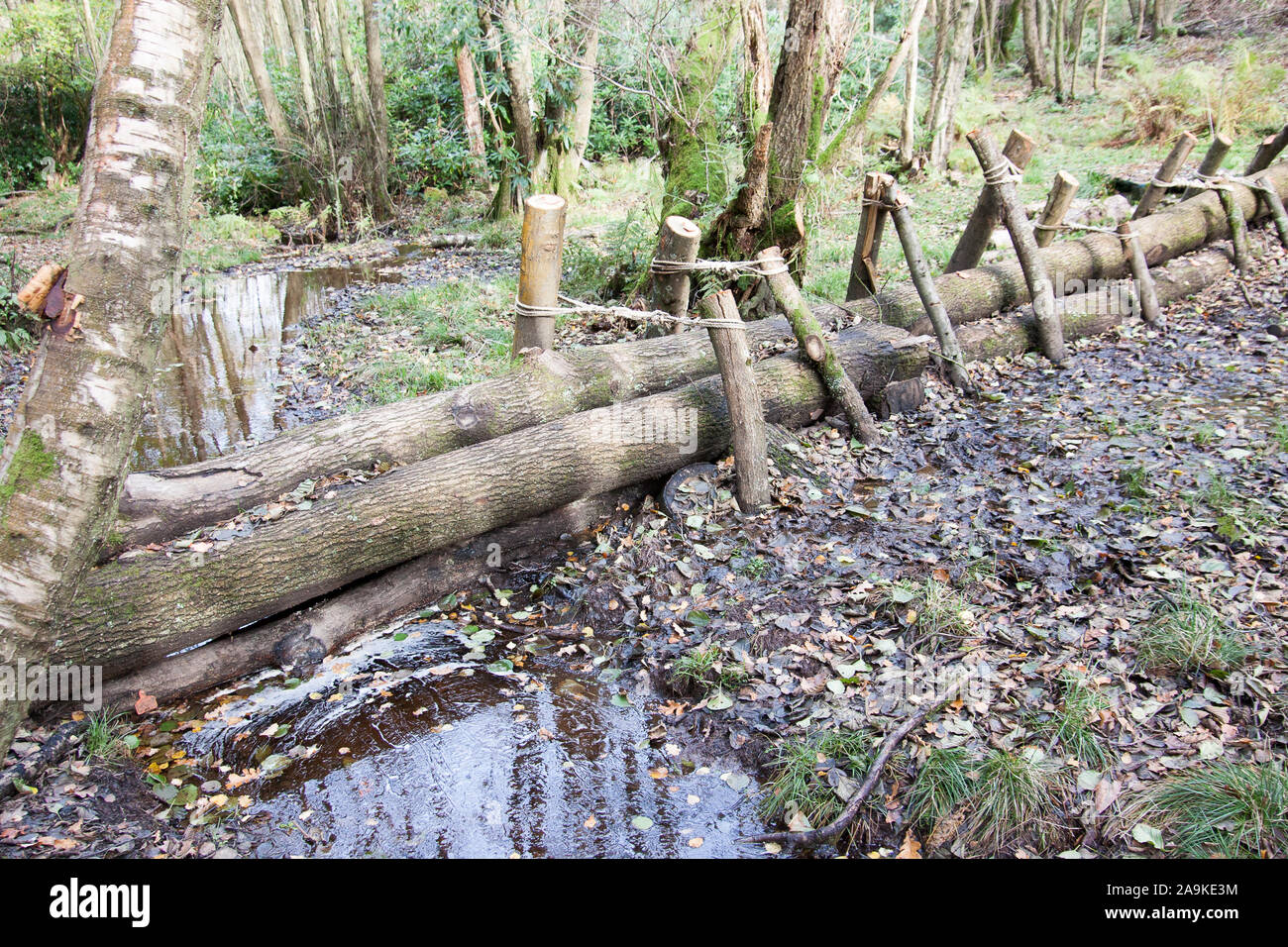 tributaries Pipp Brook Coldharbour Surrey Stock Photo - Alamy