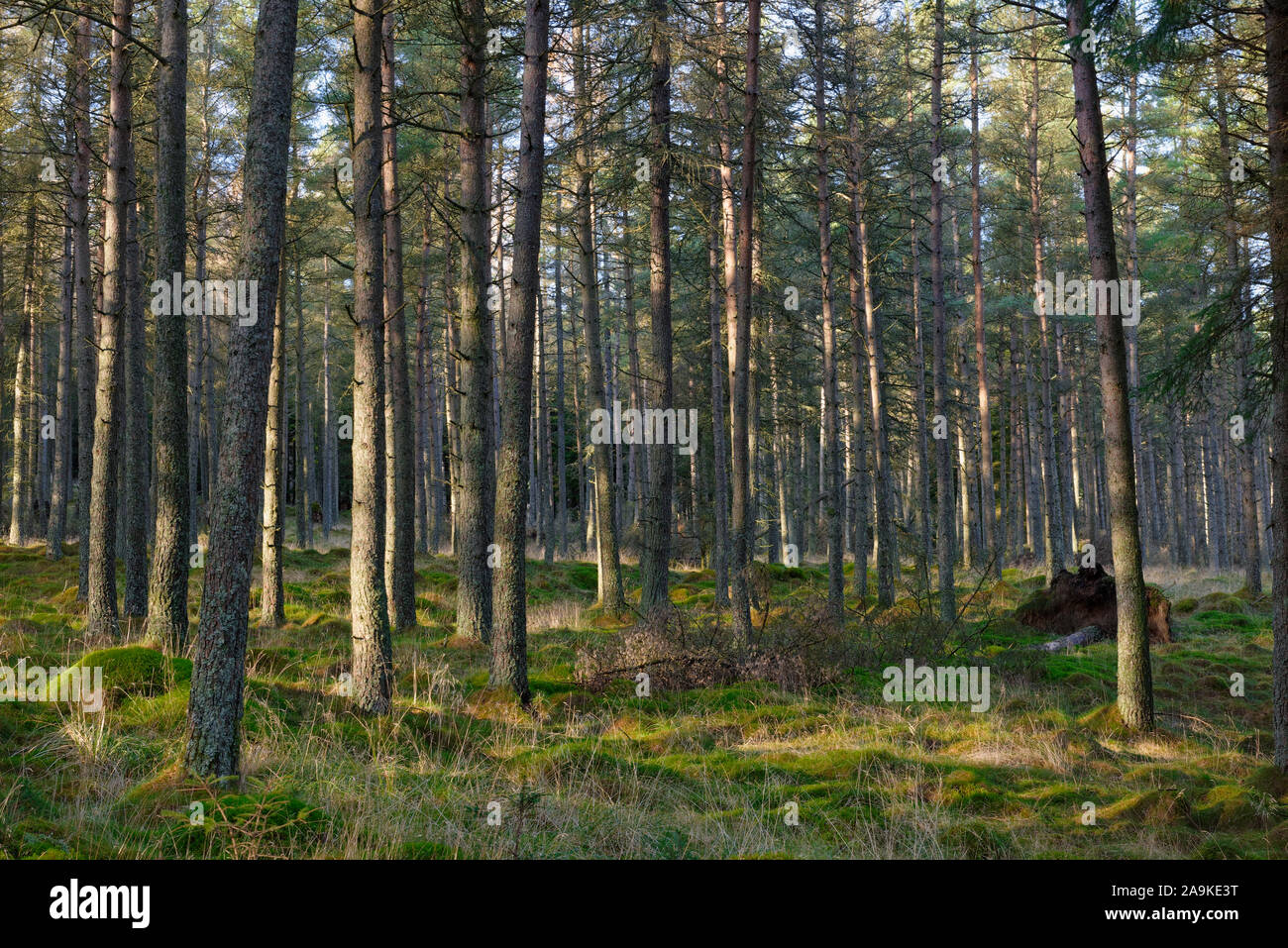 Tall straight trees in countryside hi-res stock photography and images ...