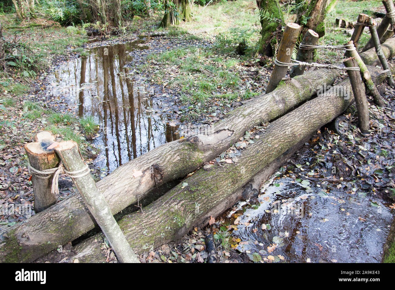 tributaries Pipp Brook Coldharbour Surrey Stock Photo - Alamy