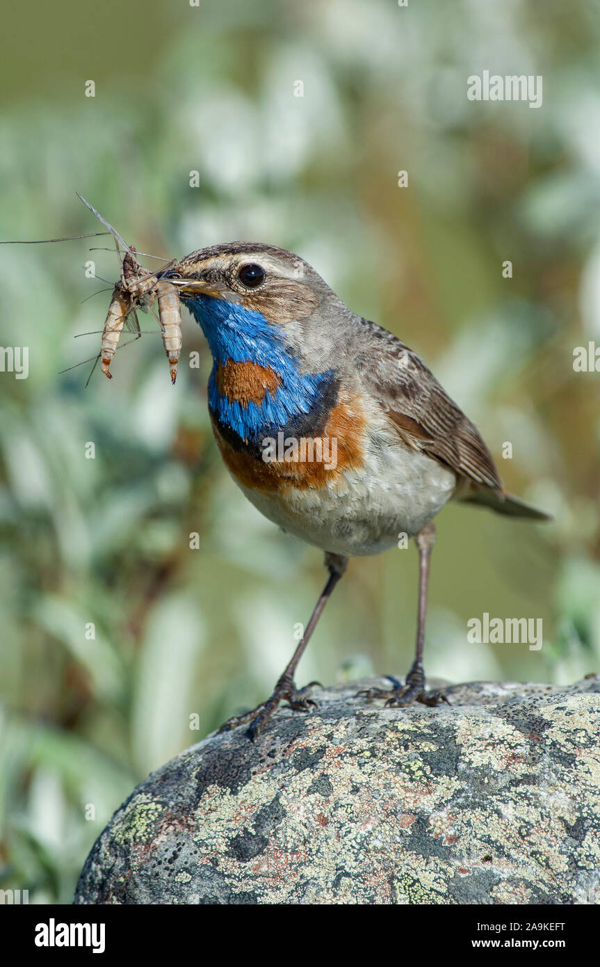 Bluethroat (Luscinia svecica) male, with food in its beak, perched in ...