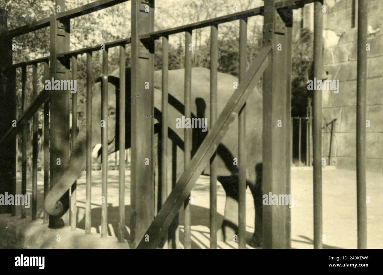 An elephant at the zoo behind bars, Italy Stock Photo - Alamy