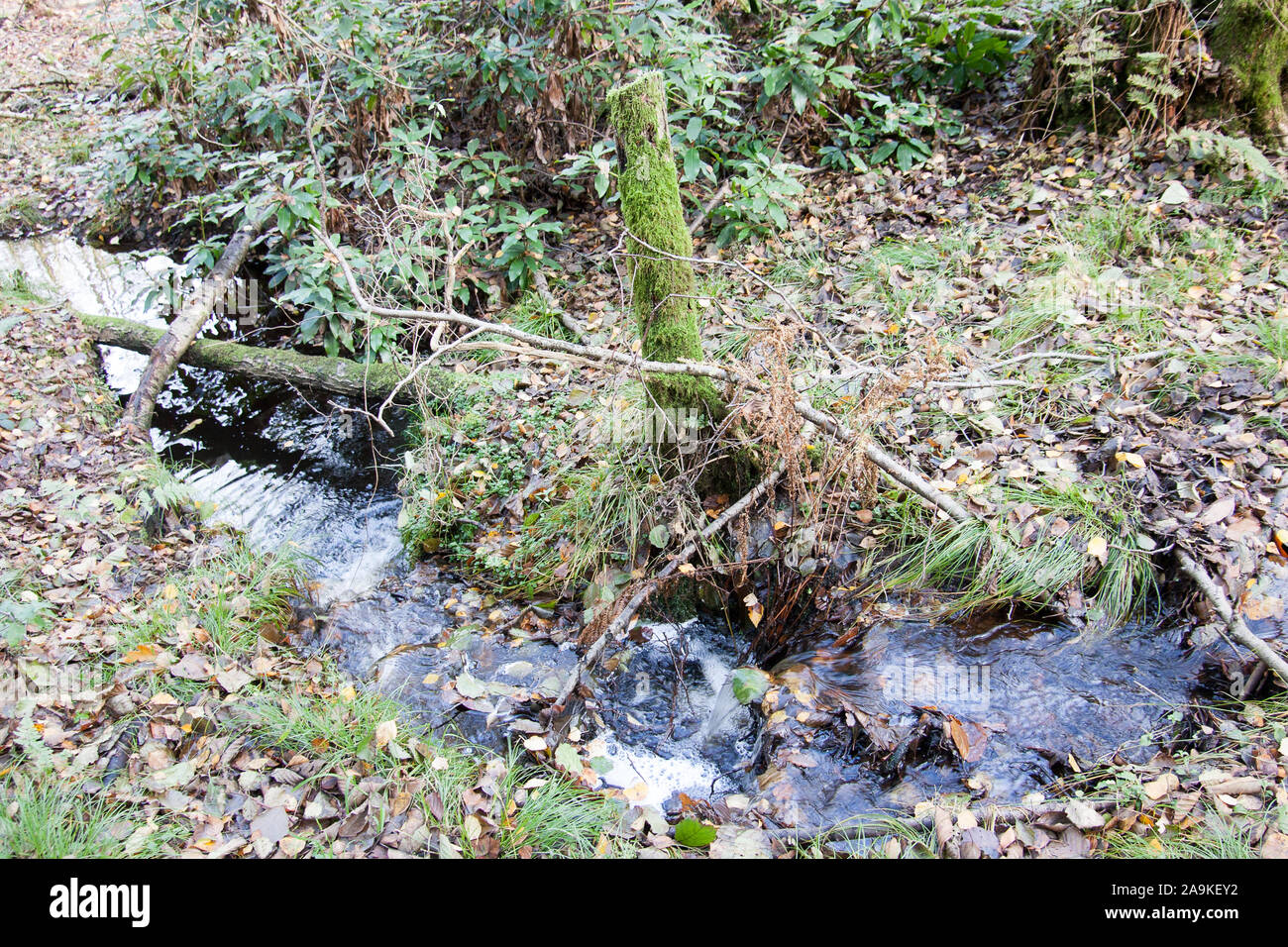tributaries Pipp Brook Coldharbour Surrey Stock Photo - Alamy