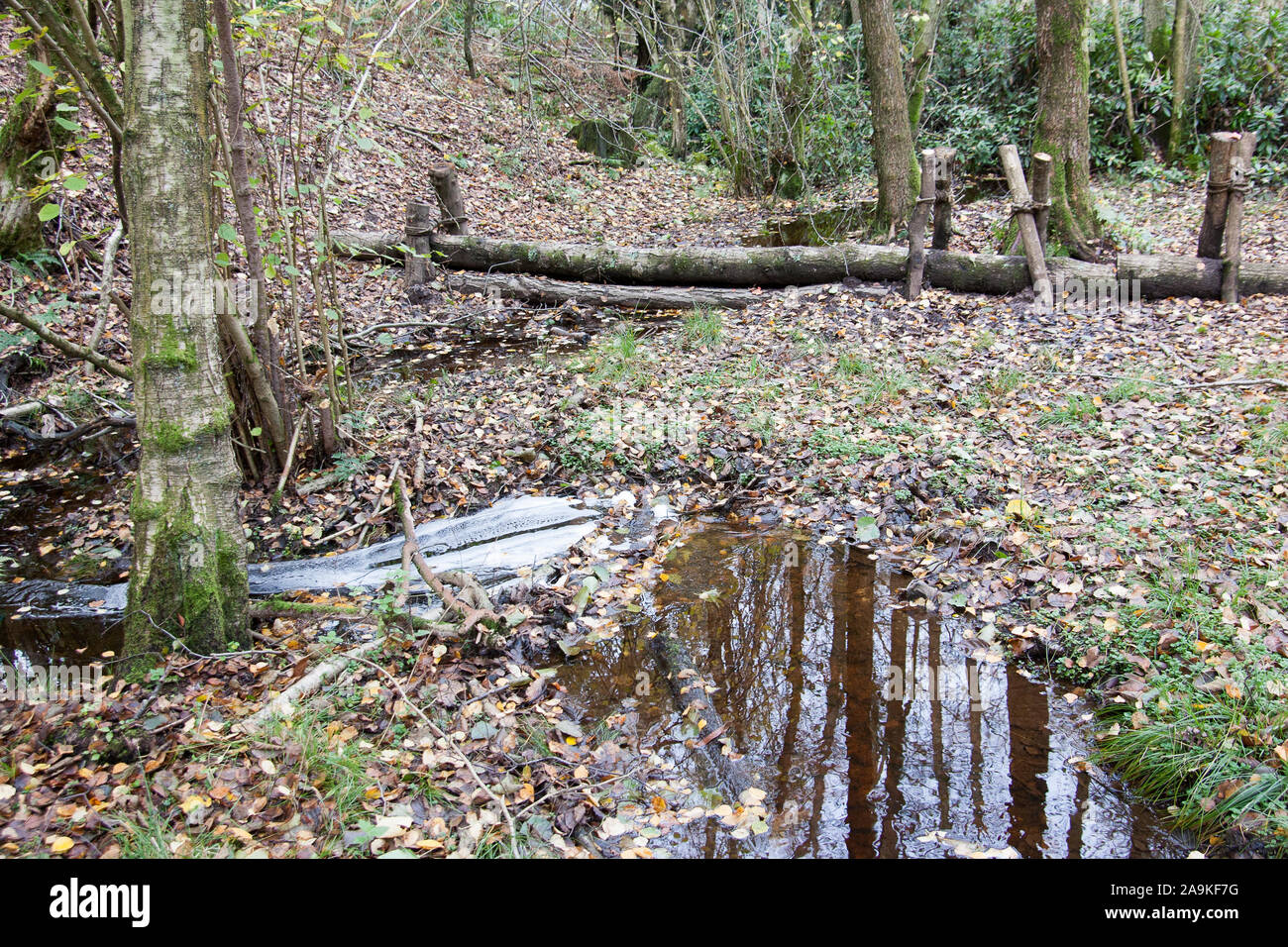 tributaries Pipp Brook Coldharbour Surrey Stock Photo - Alamy
