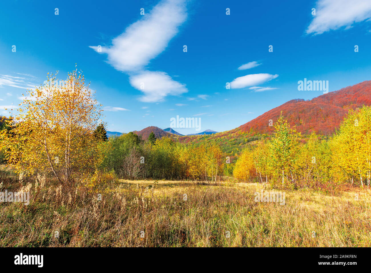 beautiful landscape in fall season. birch trees in golden foliage ...