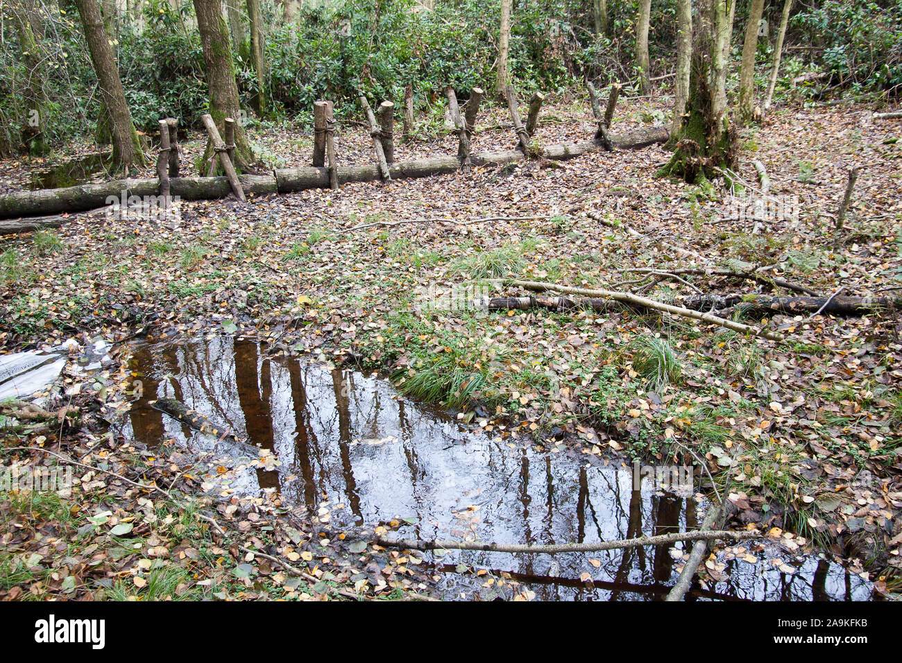 tributaries Pipp Brook Coldharbour Surrey Stock Photo - Alamy