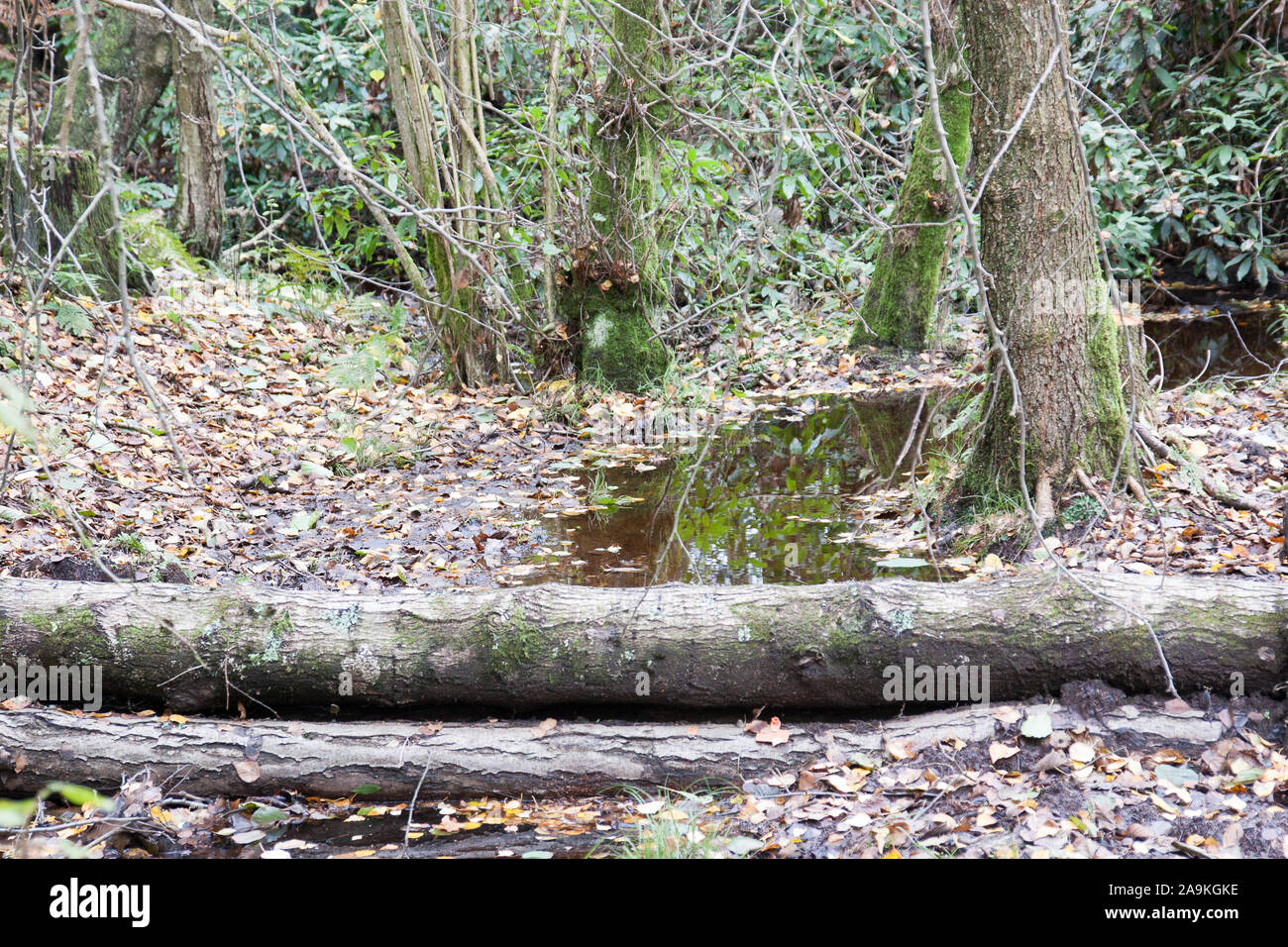 tributaries Pipp Brook Coldharbour Surrey Stock Photo - Alamy