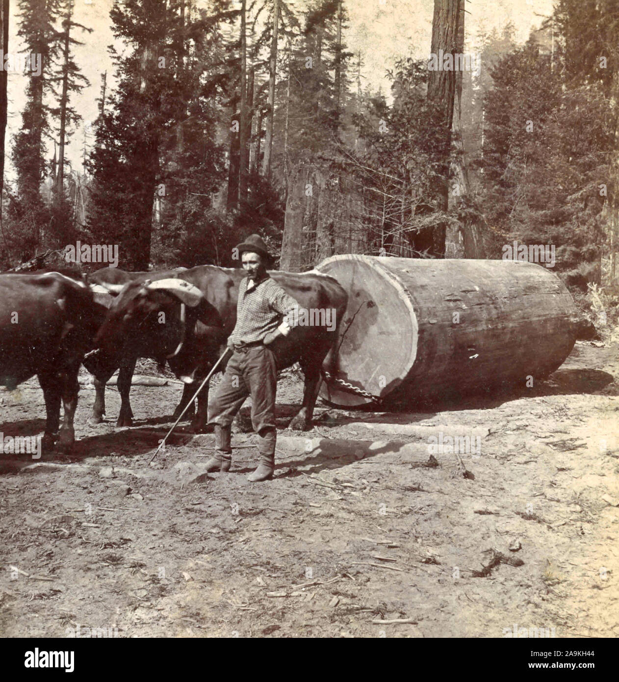Timber transport horse, Northern California, USA Stock Photo - Alamy