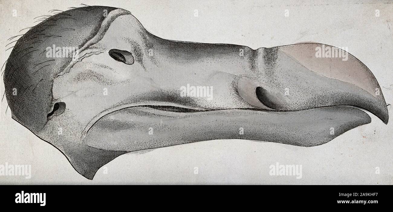 Dodo isolated hi-res stock photography and images - Alamy