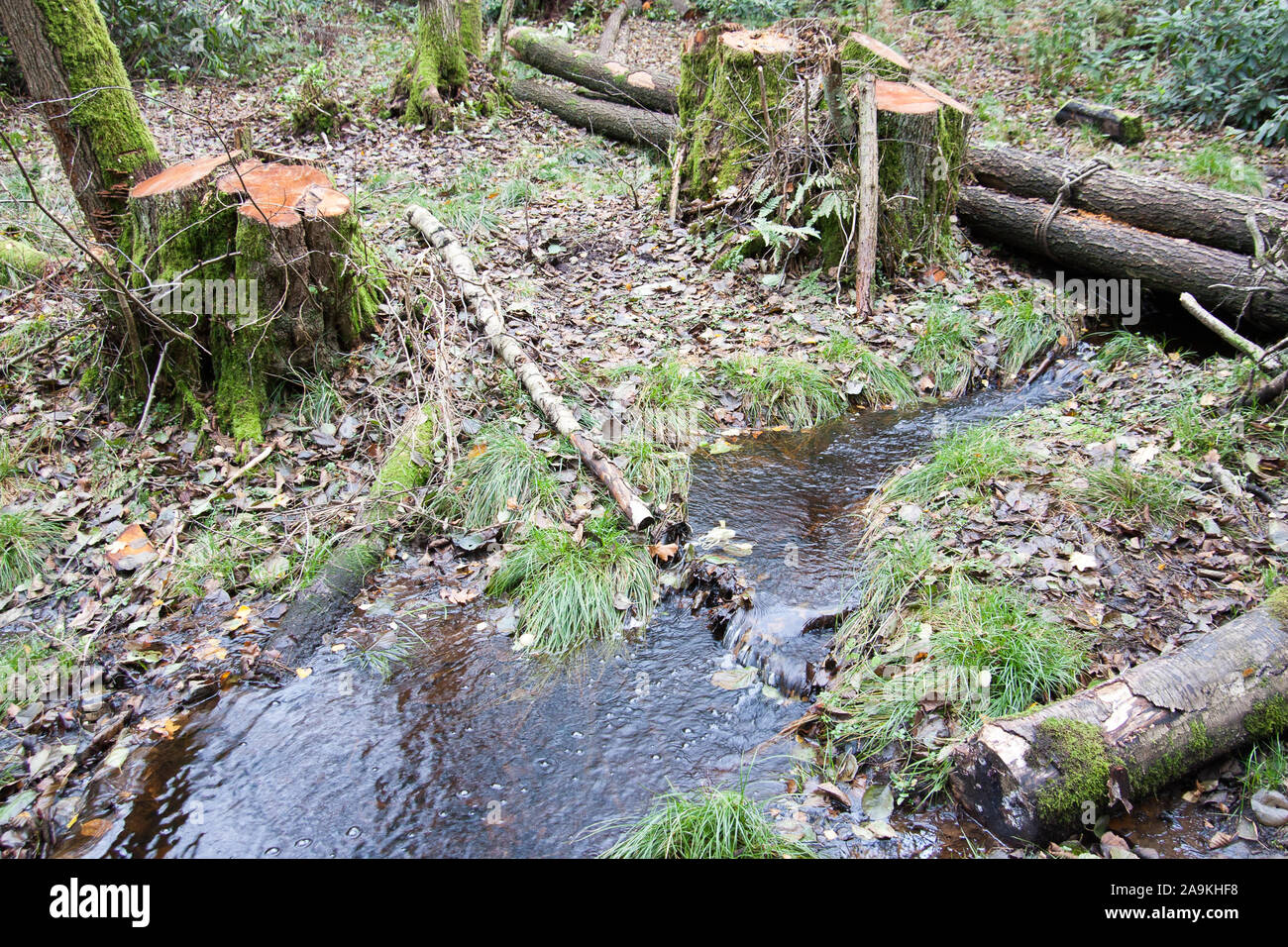 tributaries Pipp Brook Coldharbour Surrey Stock Photo - Alamy