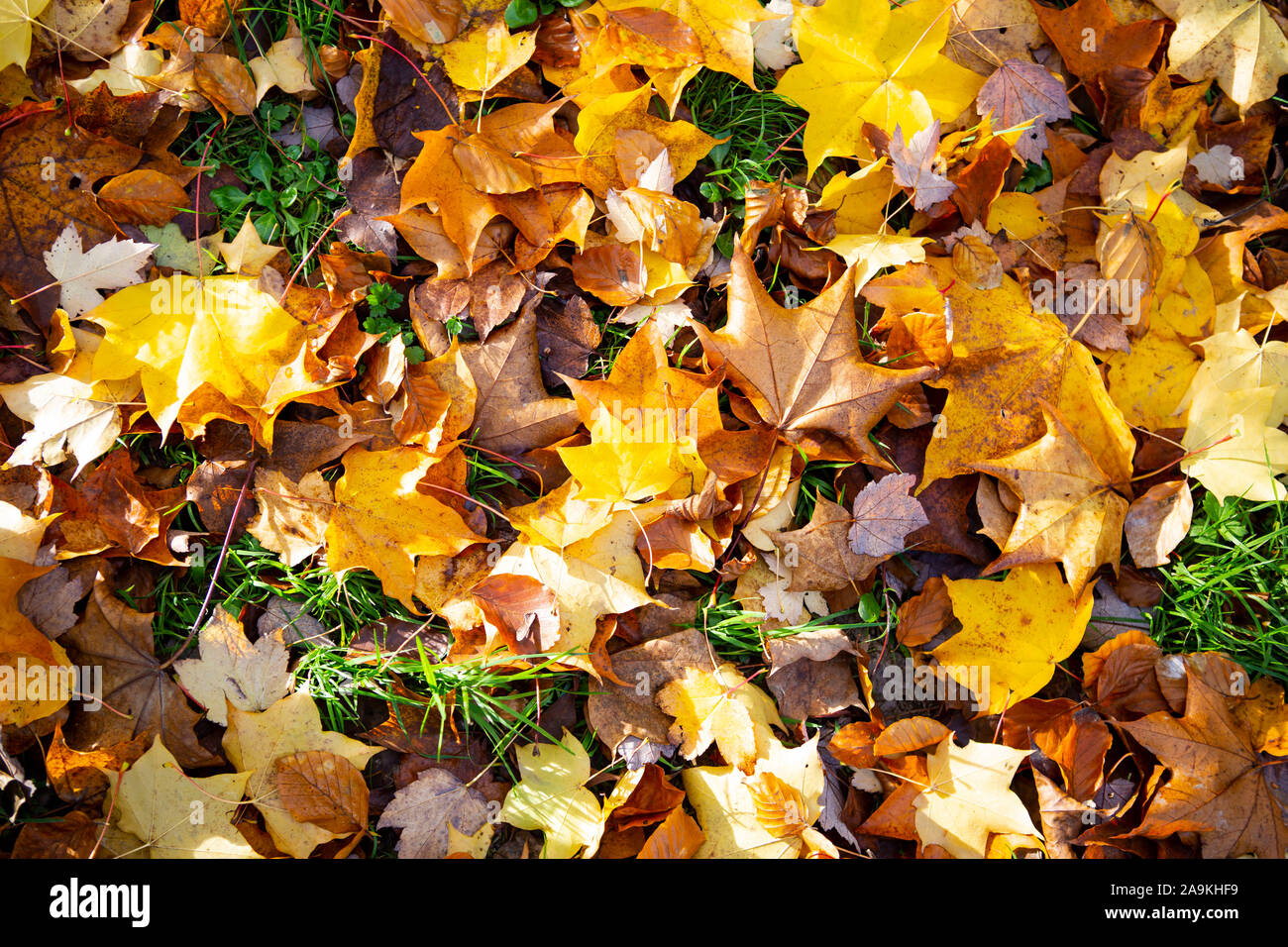 Autumn leaves on the ground Stock Photo - Alamy