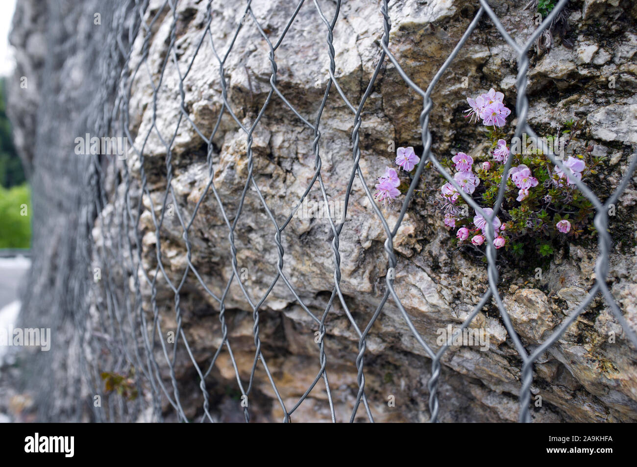 rockfall protection nets, installed to protect an rock wall Stock Photo ...