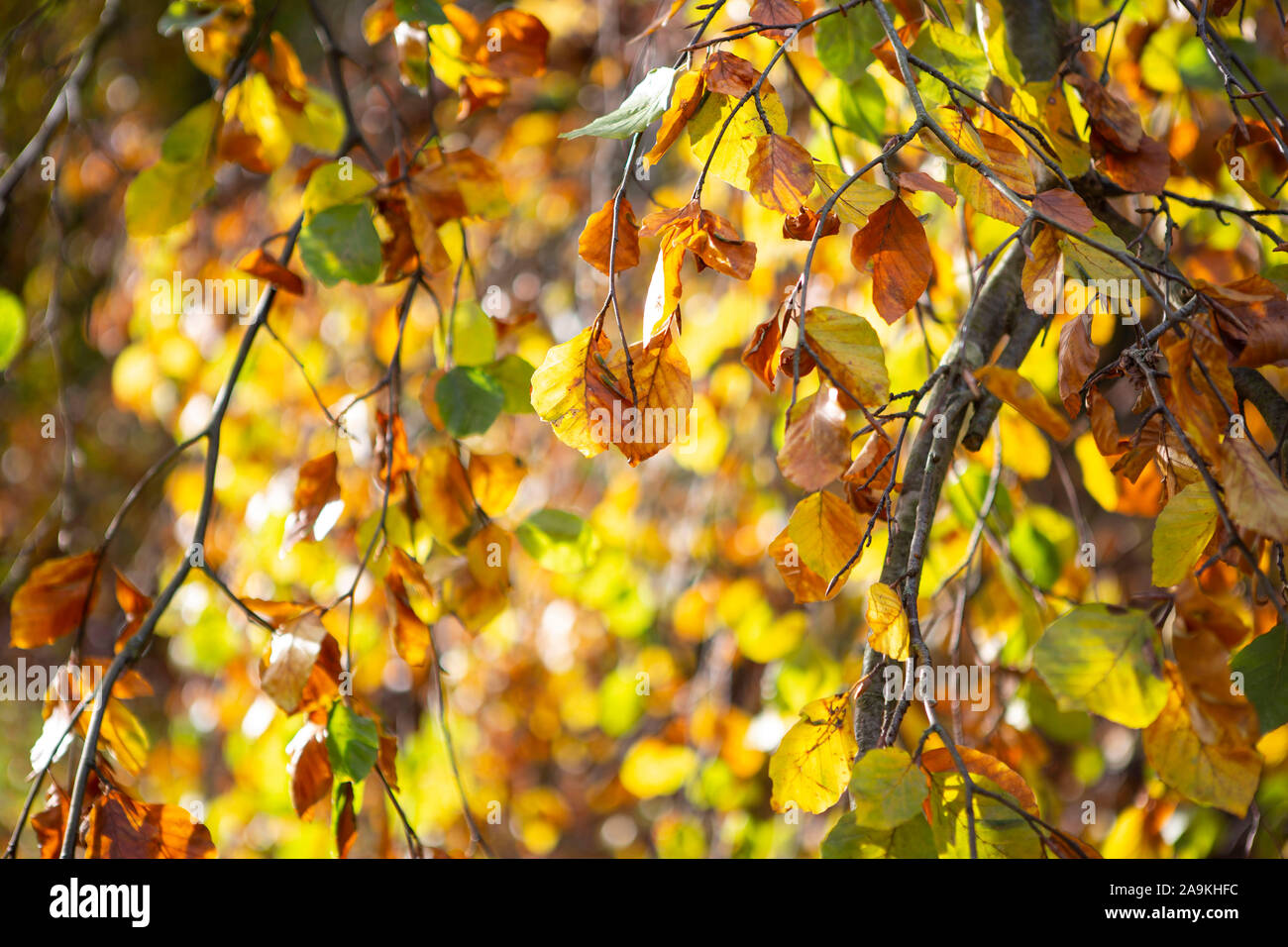 Autumn leaves in dappled sunlight Stock Photo - Alamy