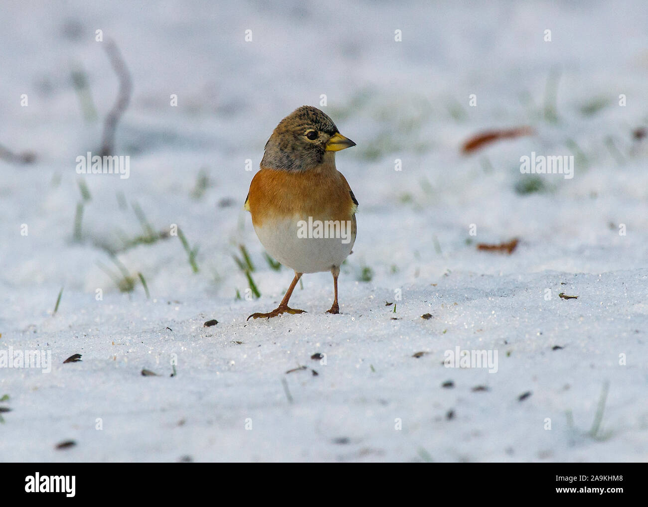 Female brambling in winter hi-res stock photography and images - Alamy