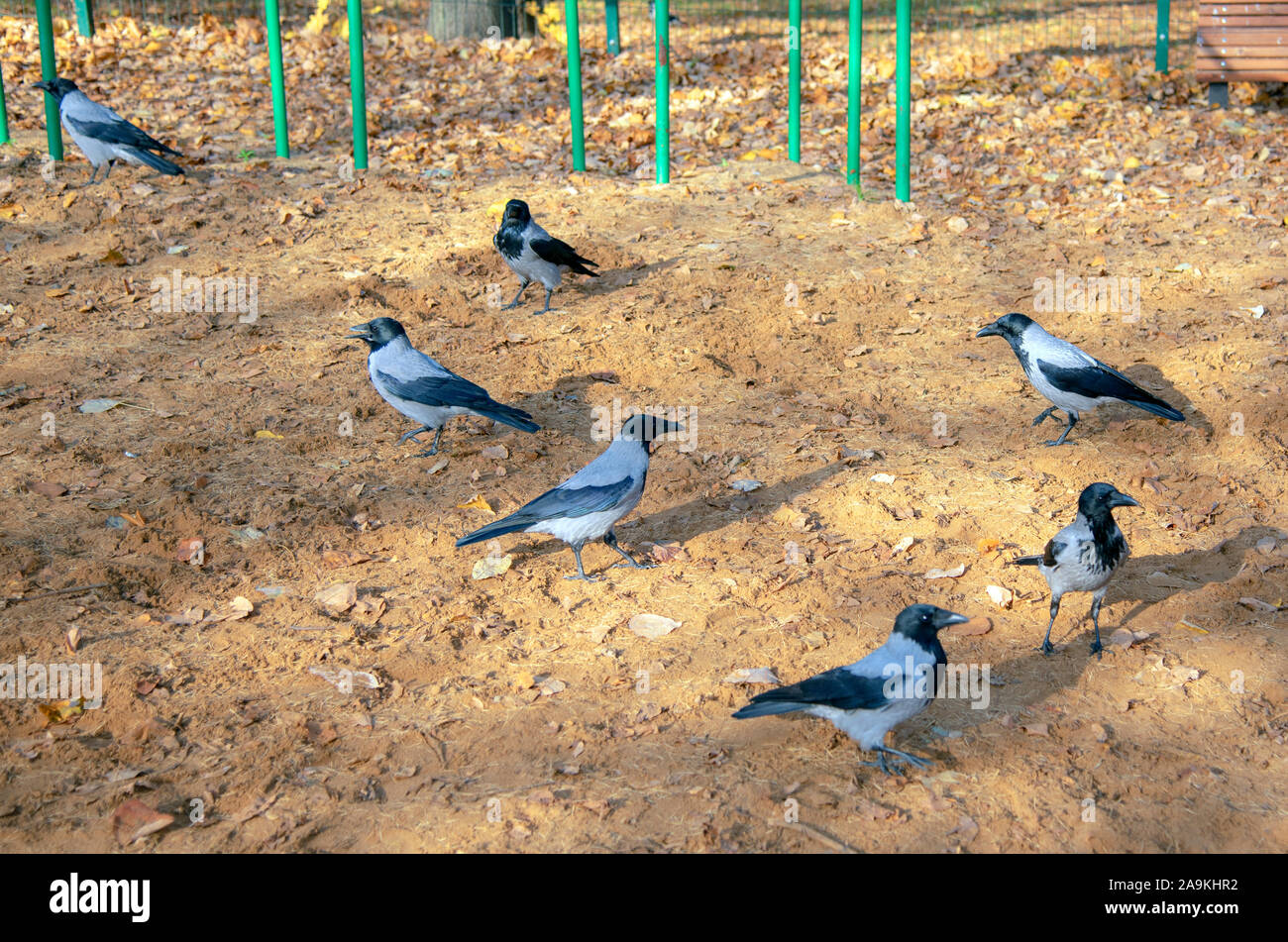 Caution crows hi-res stock photography and images - Alamy