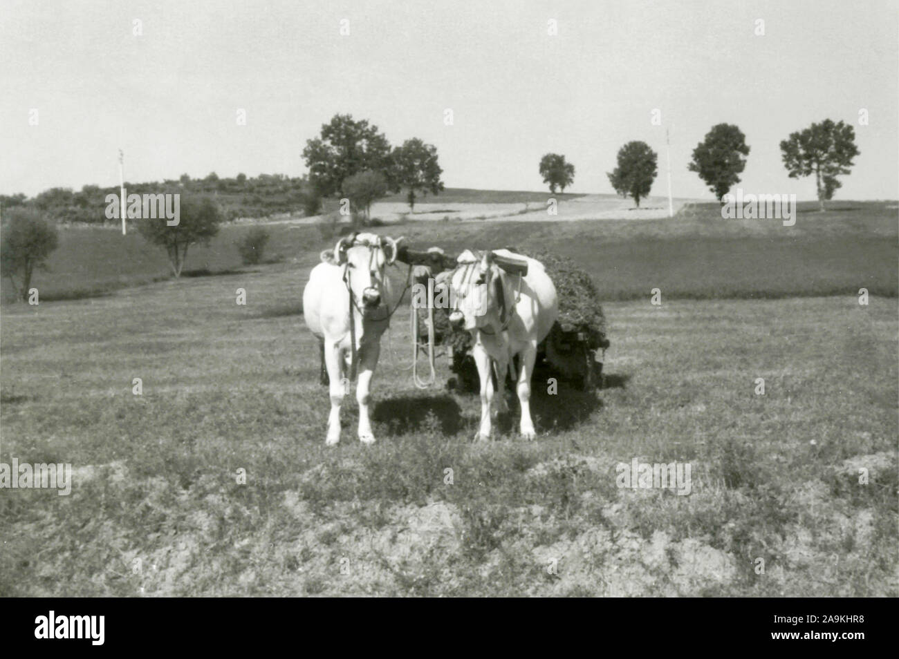 Two oxen pulling a wagon in the fields, Italy Stock Photo - Alamy