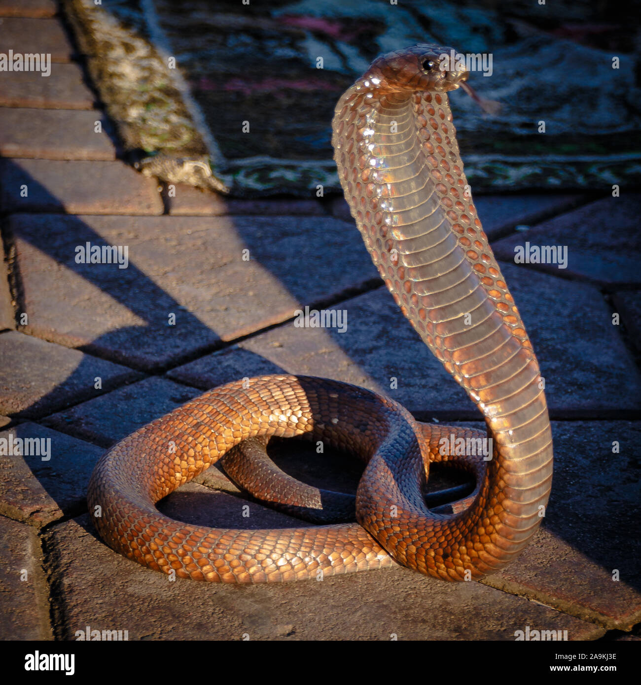King cobra on Market Djemaa el Fna, Marrakesh Stock Photo - Alamy