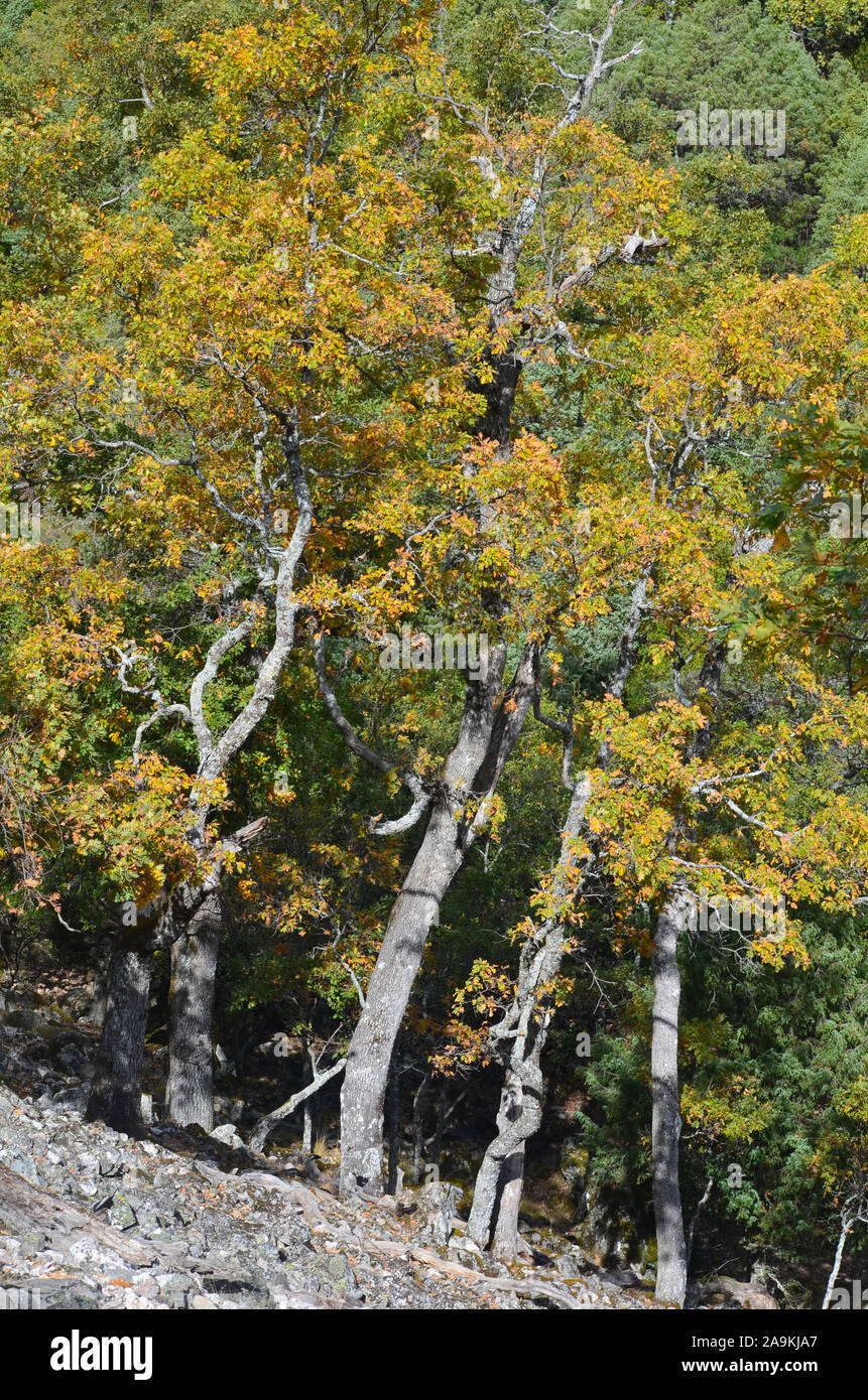 Robledo de las Hoyas oak forest in Sierra Madrona natural park, an ...