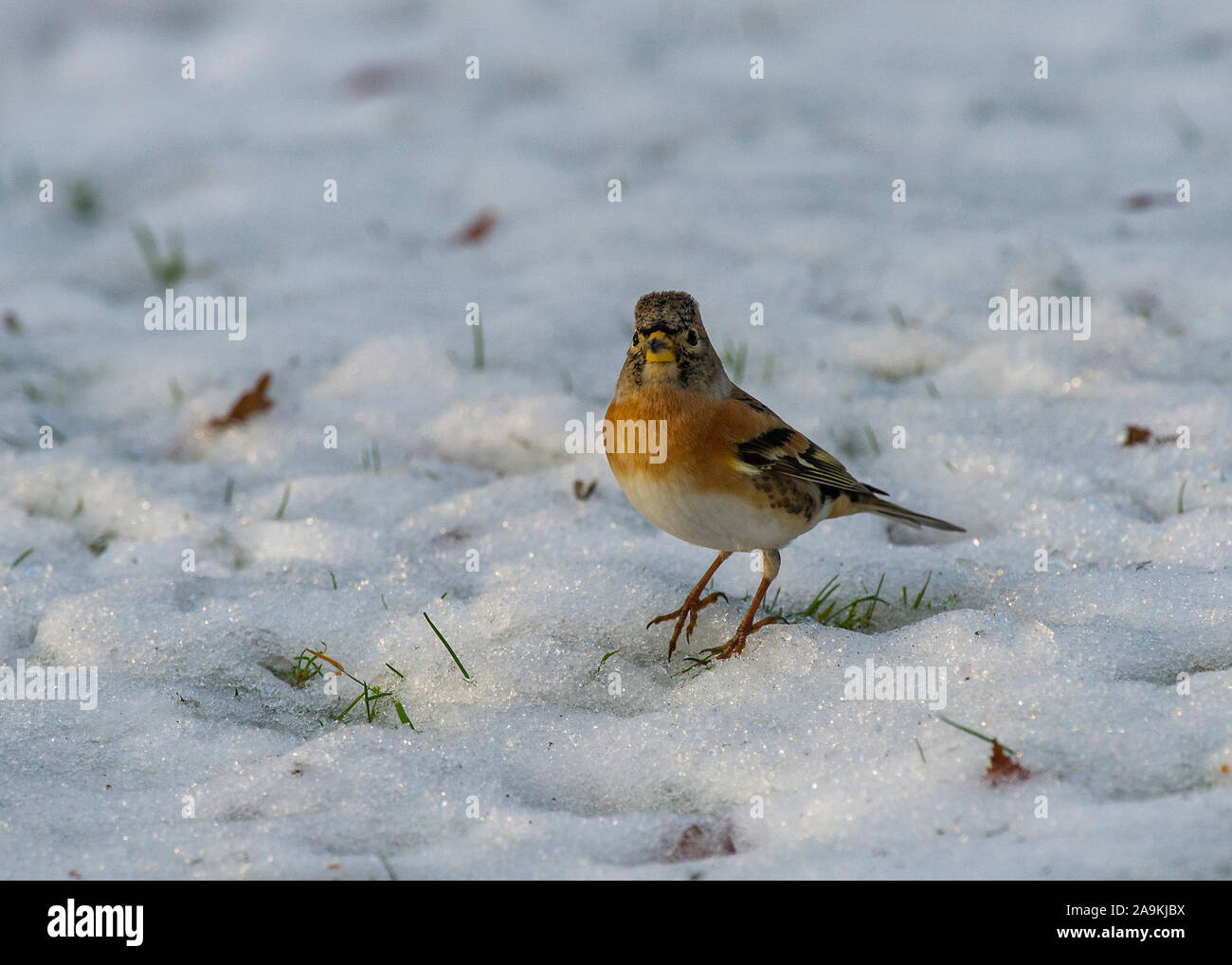 Brambling winter plumage hi-res stock photography and images - Alamy