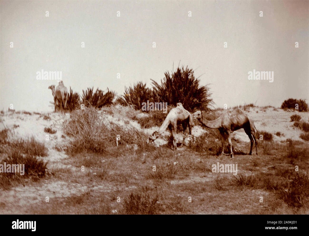 Grazing camels hi-res stock photography and images - Alamy