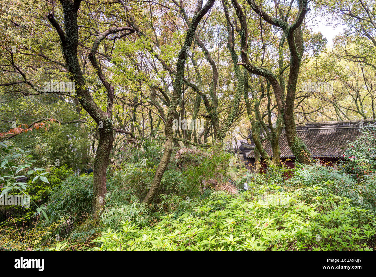 Trees and buldings in the Tianyige Library which is also called ...