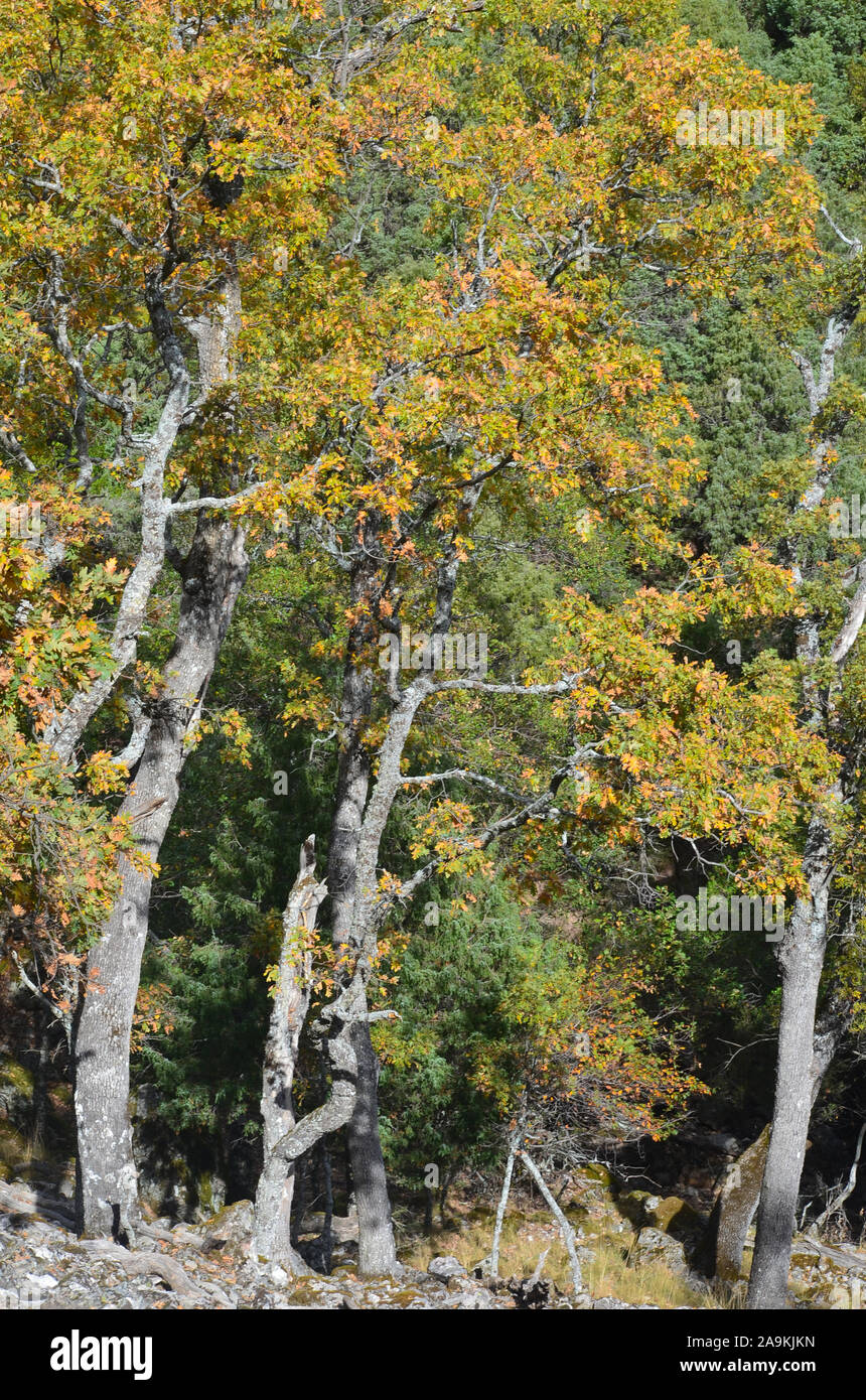 Robledo de las Hoyas oak forest in Sierra Madrona natural park, an ...
